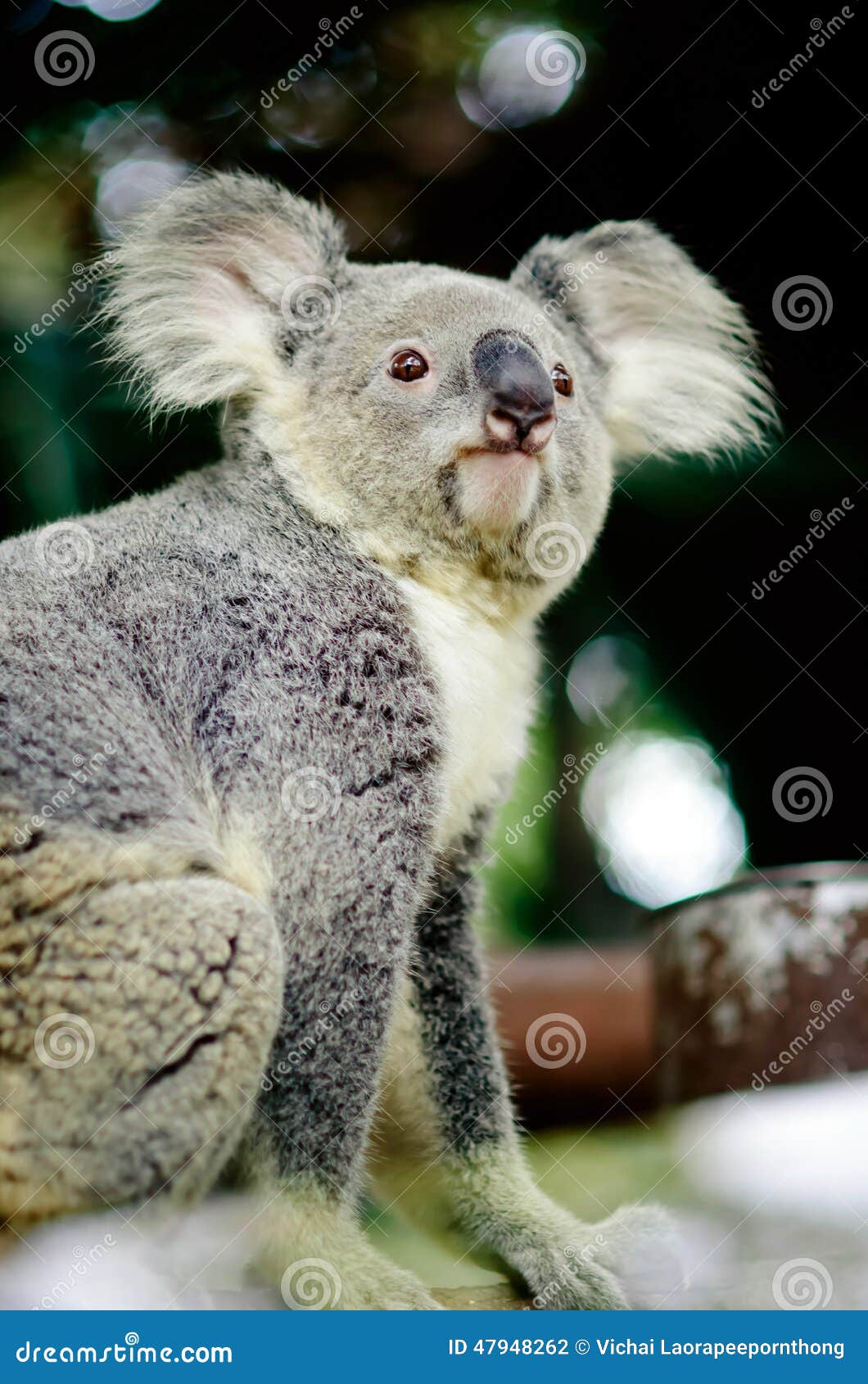 Koala on a Tree with Bush Green Background Stock Photo - Image of ...