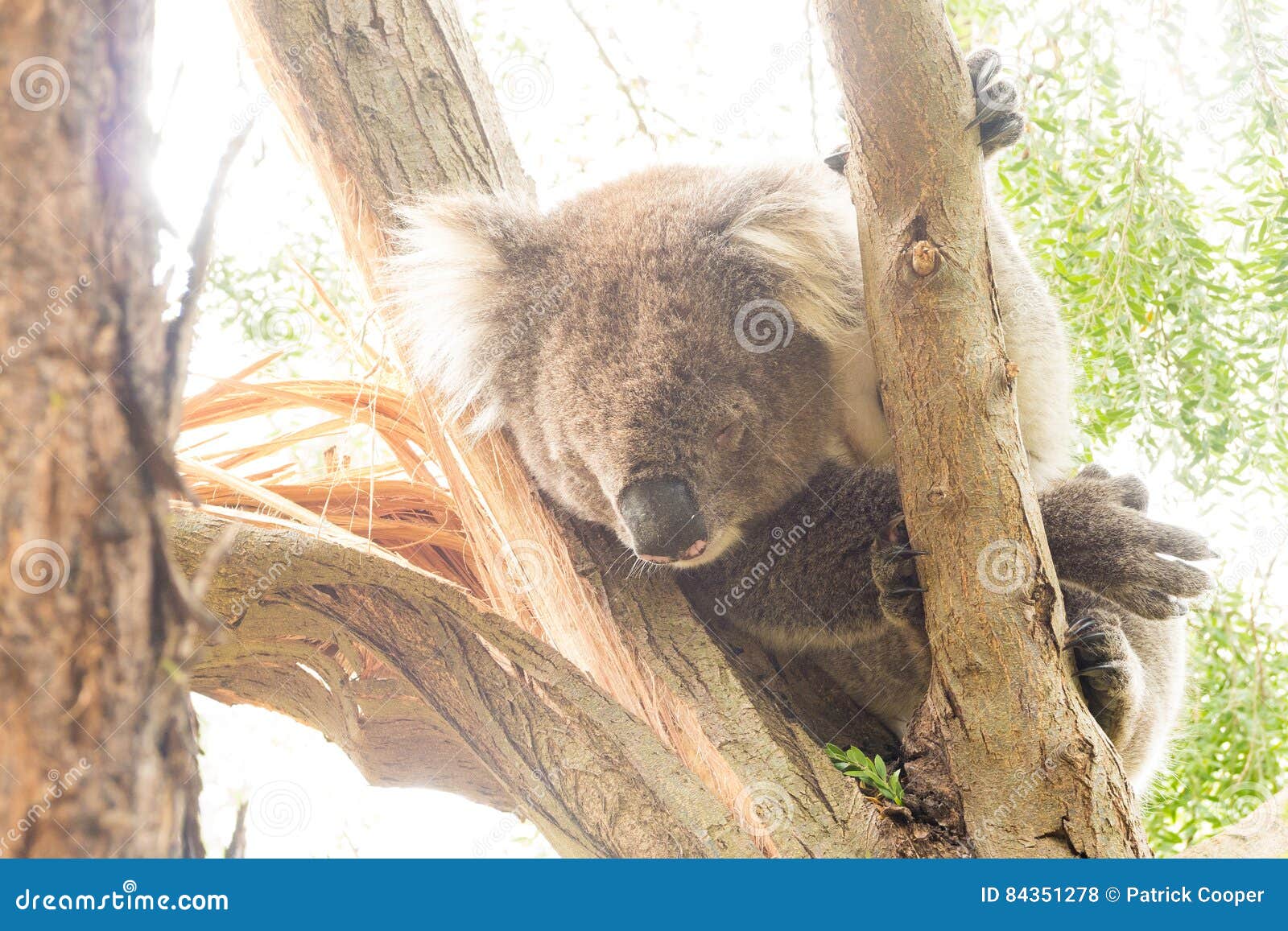 Koala in tree stock photo. Image of native, marsupial - 84351278