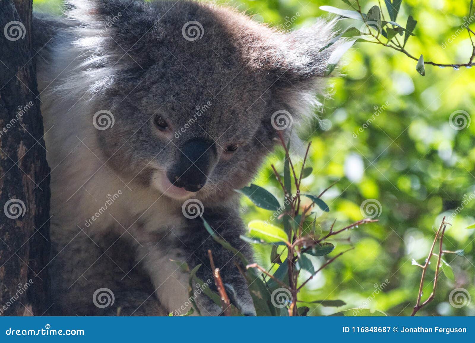 Koala On The Tree Stock Image | CartoonDealer.com #37909825