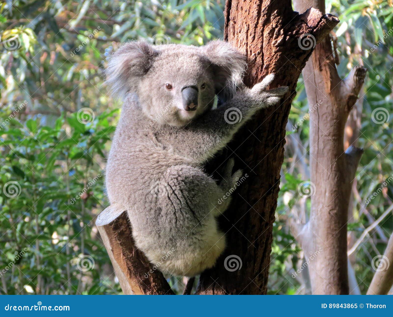 Koala on a tree stock image. Image of fluffy, bear, antipodes - 89843865