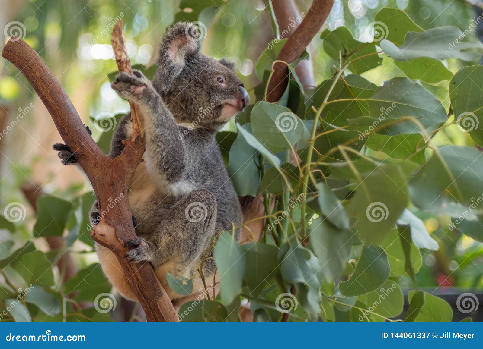 Koala in a Tree, in Australia Stock Image - Image of photogenic ...