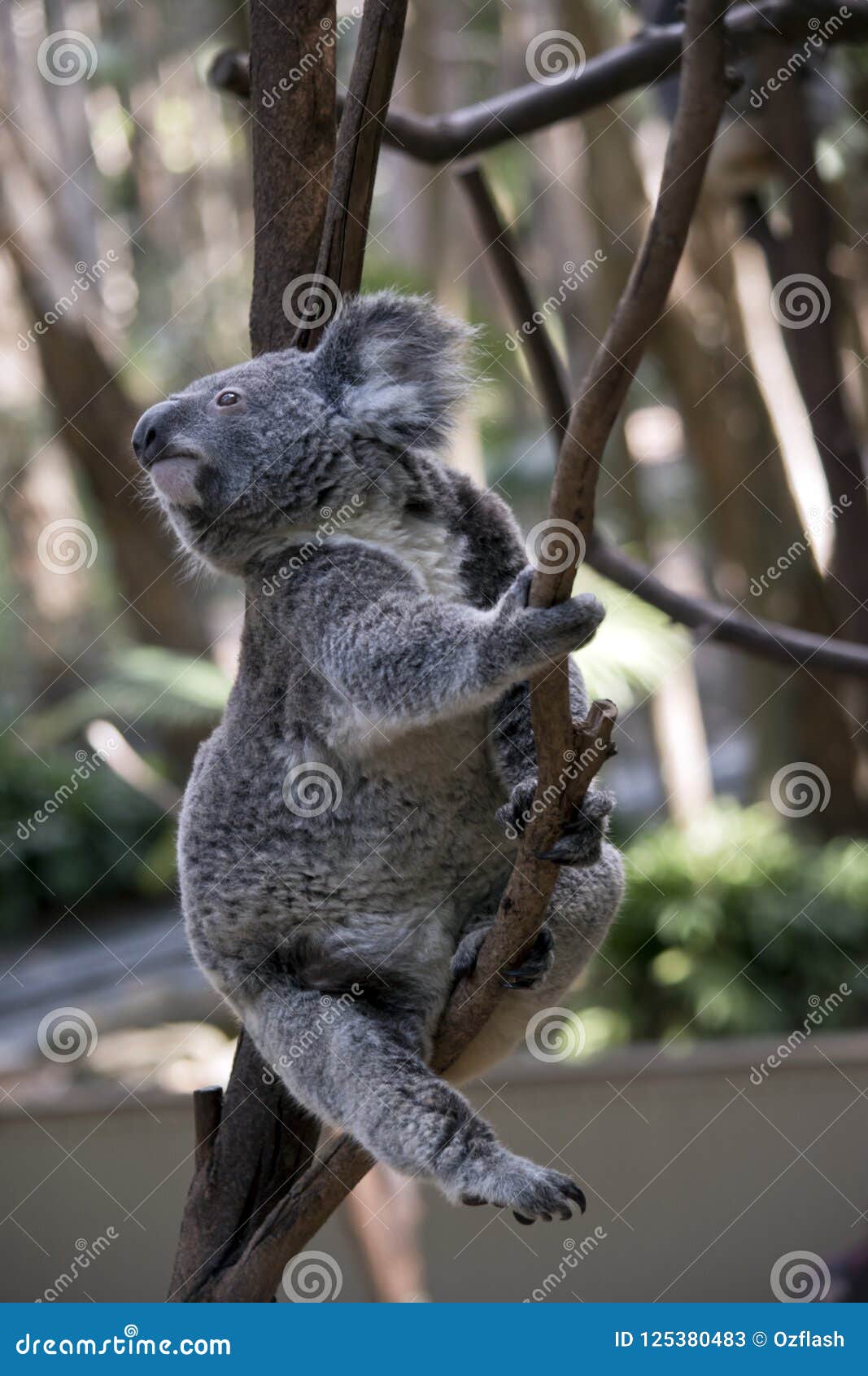 Koala in a tree stock image. Image of koala, bear, ears - 125380483