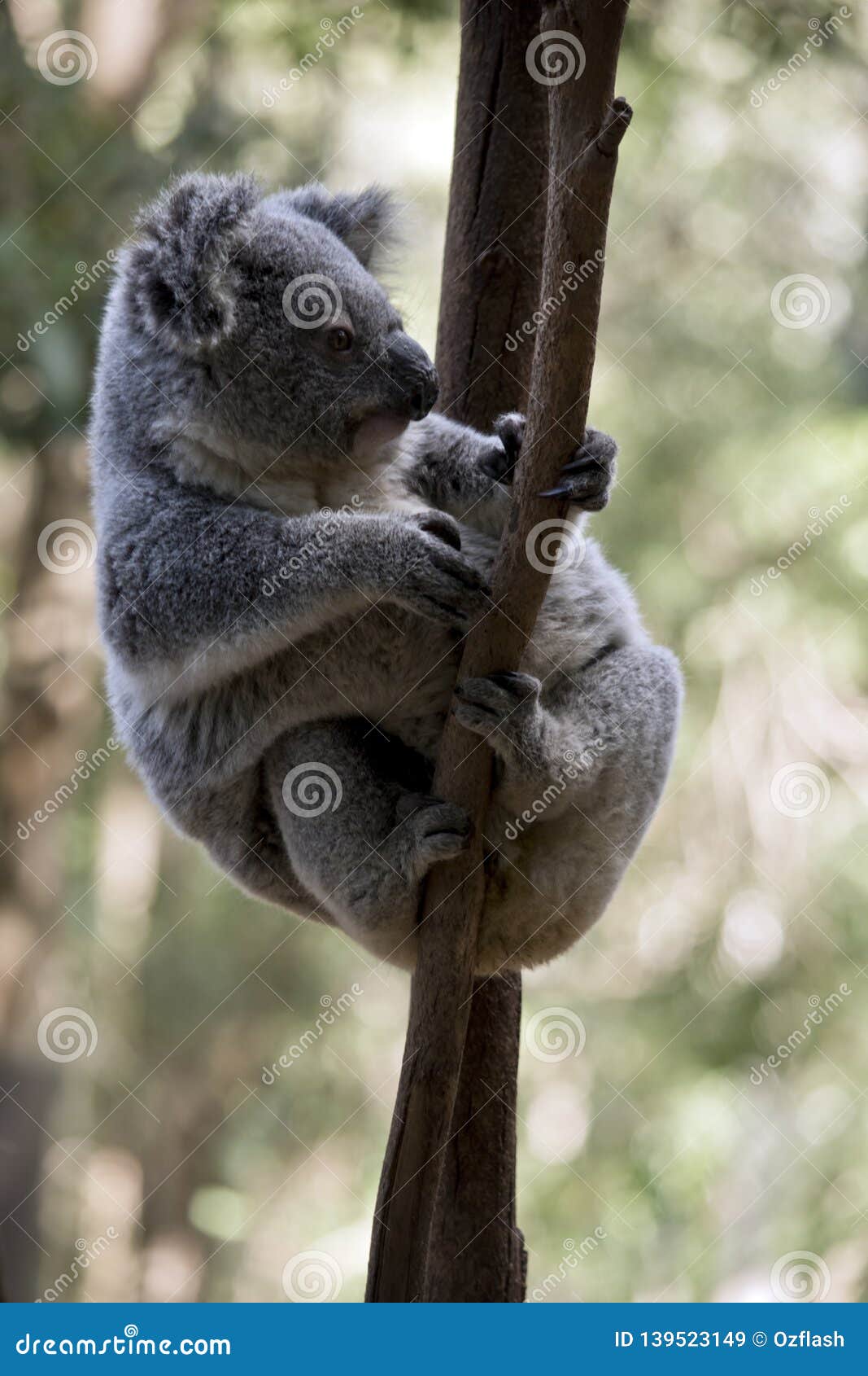 Koala in a tree stock image. Image of joey, eyes, black - 139523149