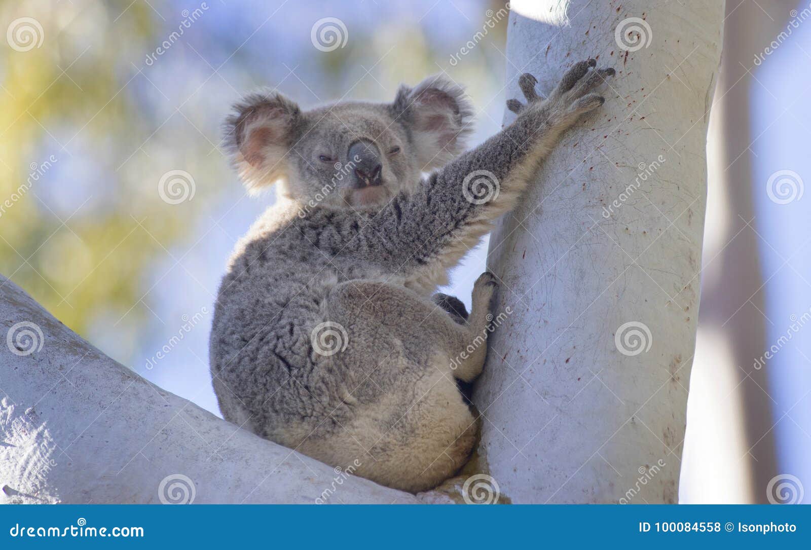 Koala in tree stock photo. Image of animal, australian - 100084558