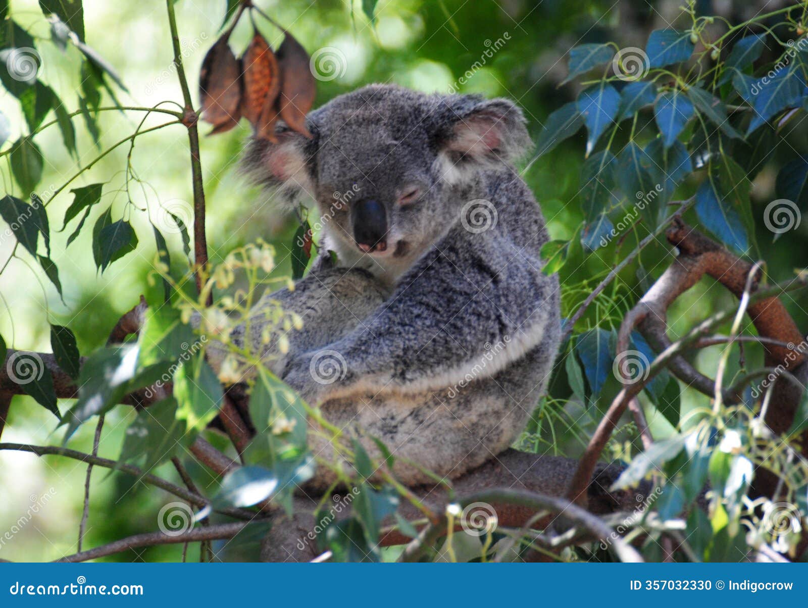 Koala In A Tree Stock Image | CartoonDealer.com #65005153