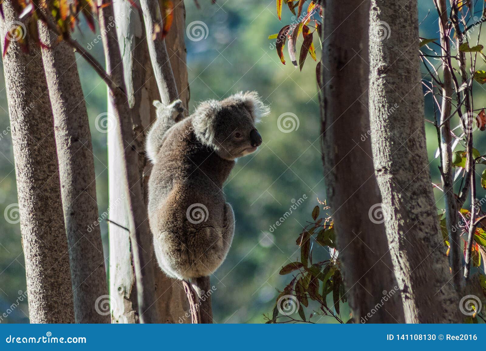 Koala stock photo. Image of bush, shoulder, back, fluffy - 141108130