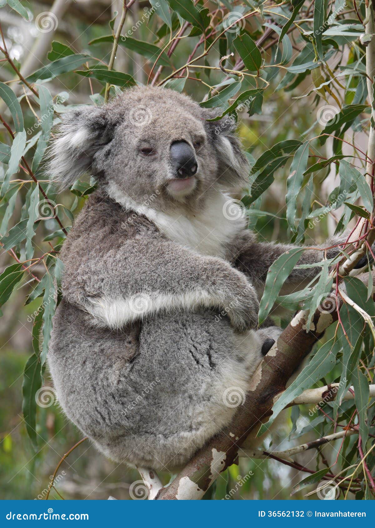 Koala in a tree stock photo. Image of wildlife, mammals - 36562132