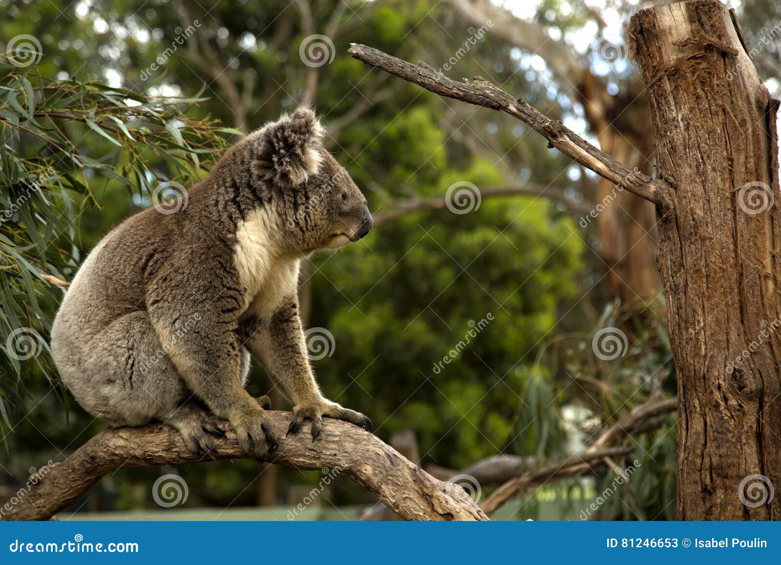 Koala in a tree stock image. Image of outdoors, animal - 81246653
