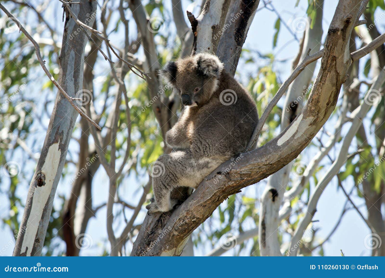 Koala up tree stock photo. Image of ears, fluffy, koala - 110260130