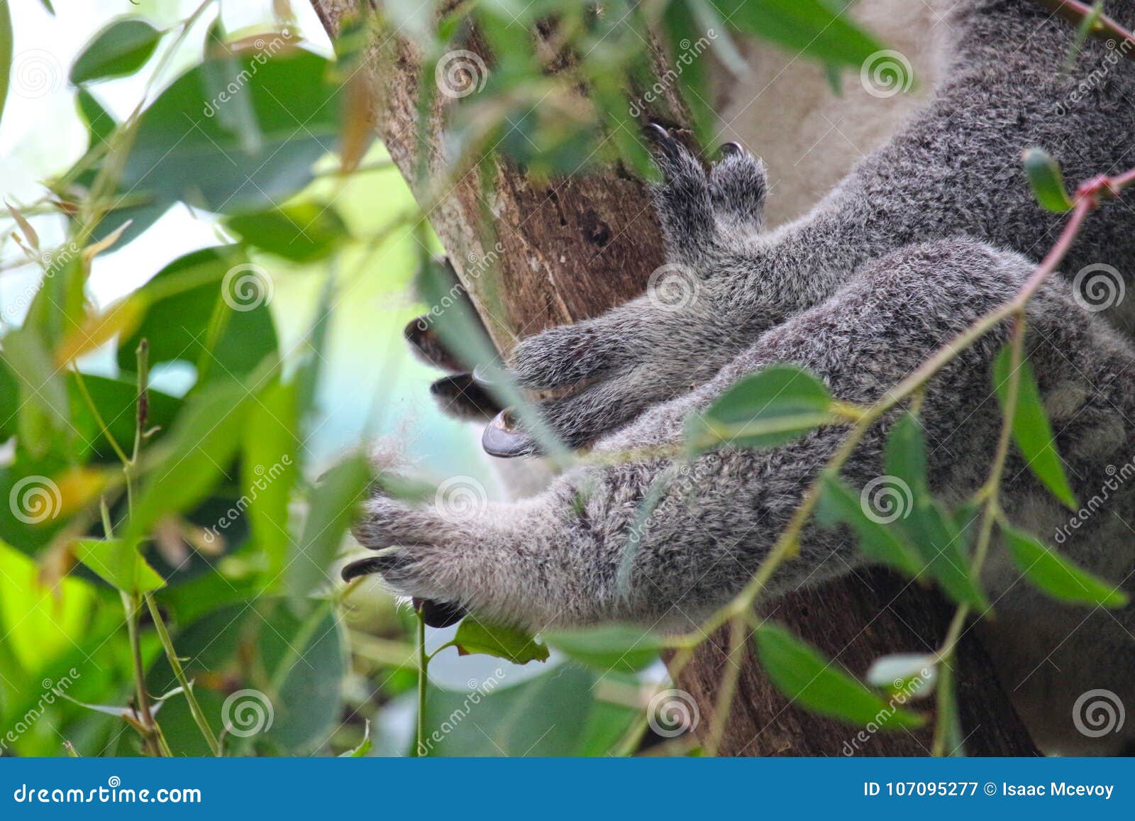 Koala paws stock image. Image of paws, grasp, outdoors - 107095277