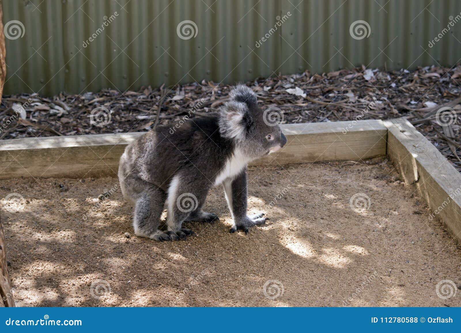 Koala side view stock photo. Image of black, bear, ears - 112780588