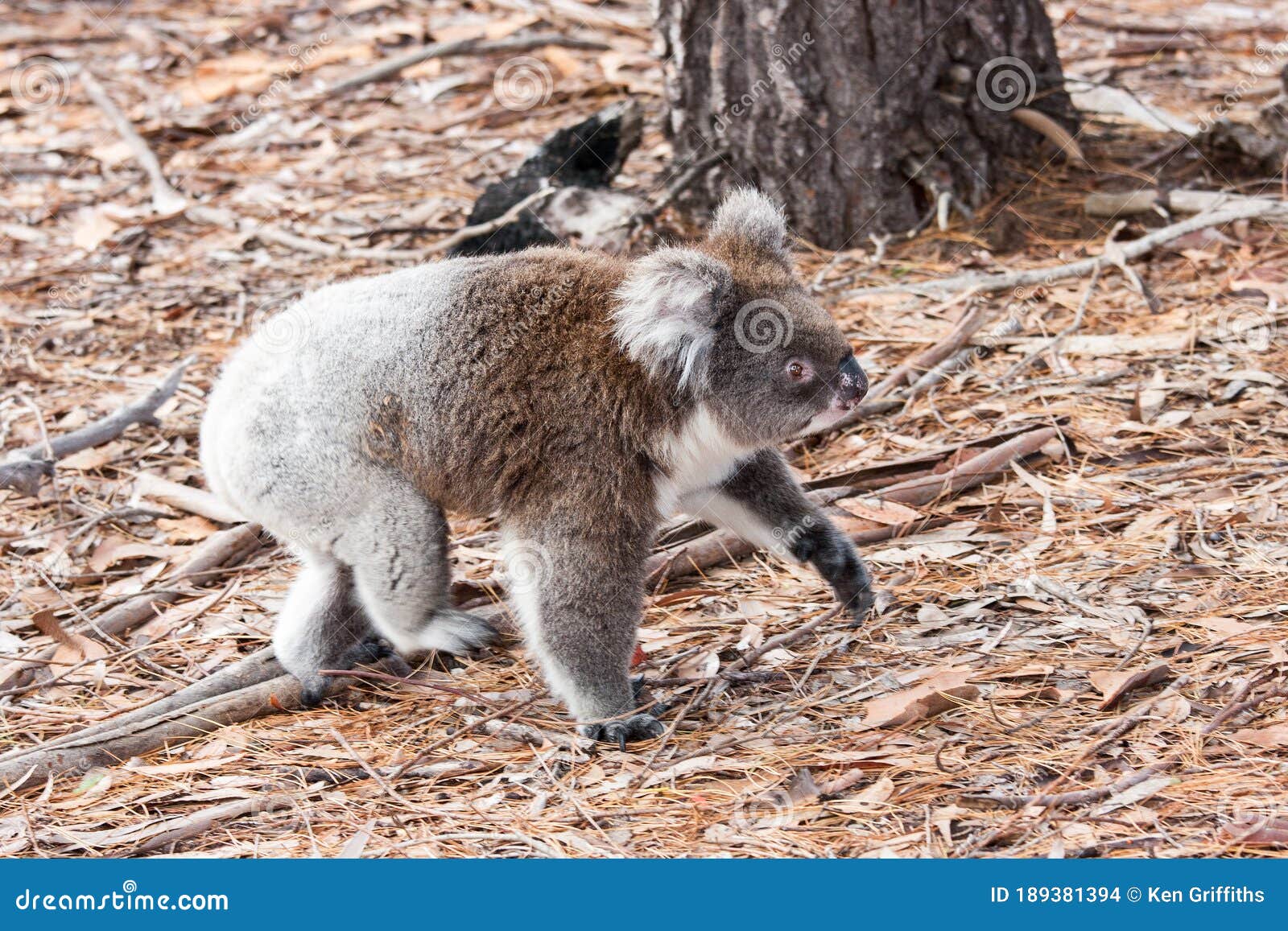 Koala stock photo. Image of wildlife, australia, species - 189381394