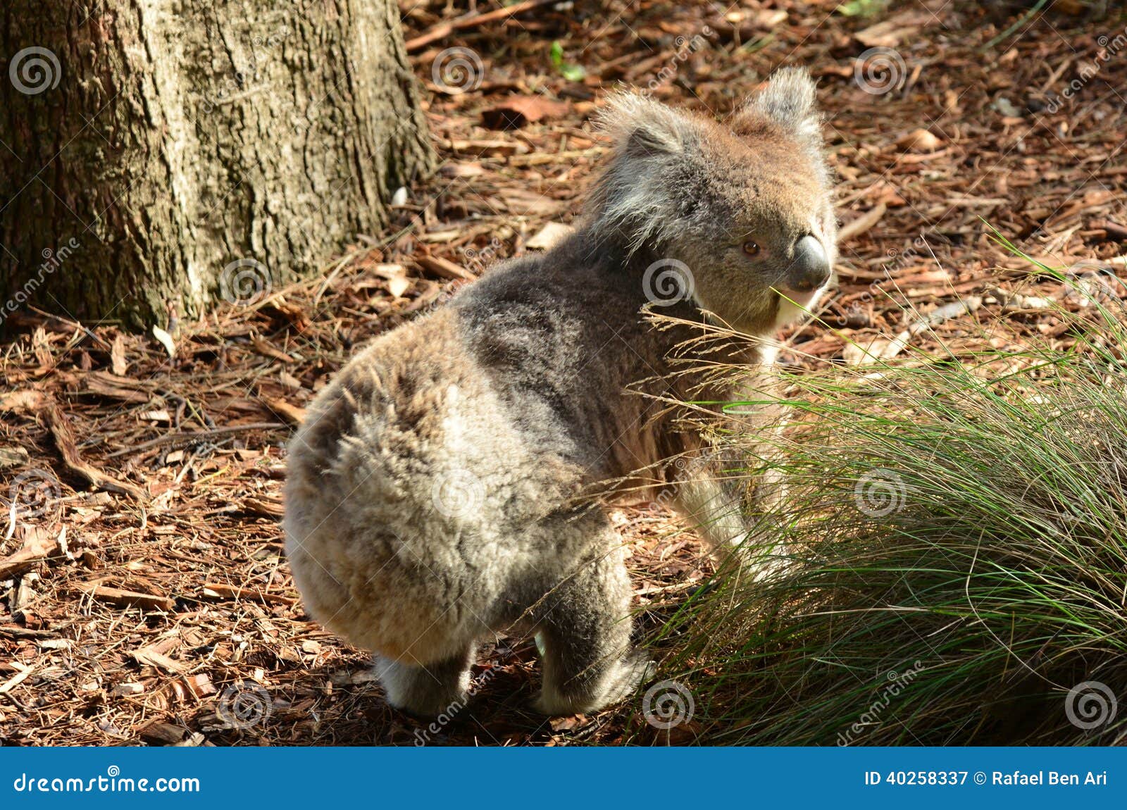 Koala walking on ground stock image. Image of copy, cinereus - 40258337