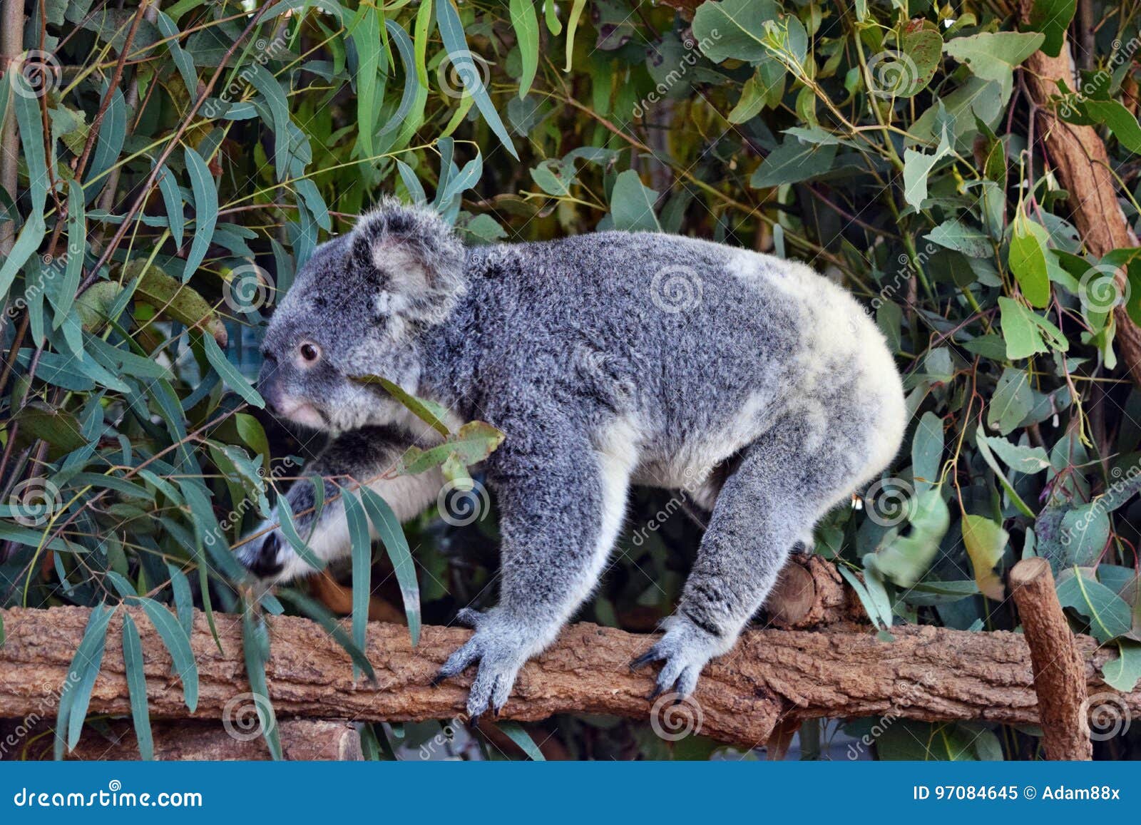 Koala Walking on a Tree Branch Stock Image - Image of cinereus, native ...