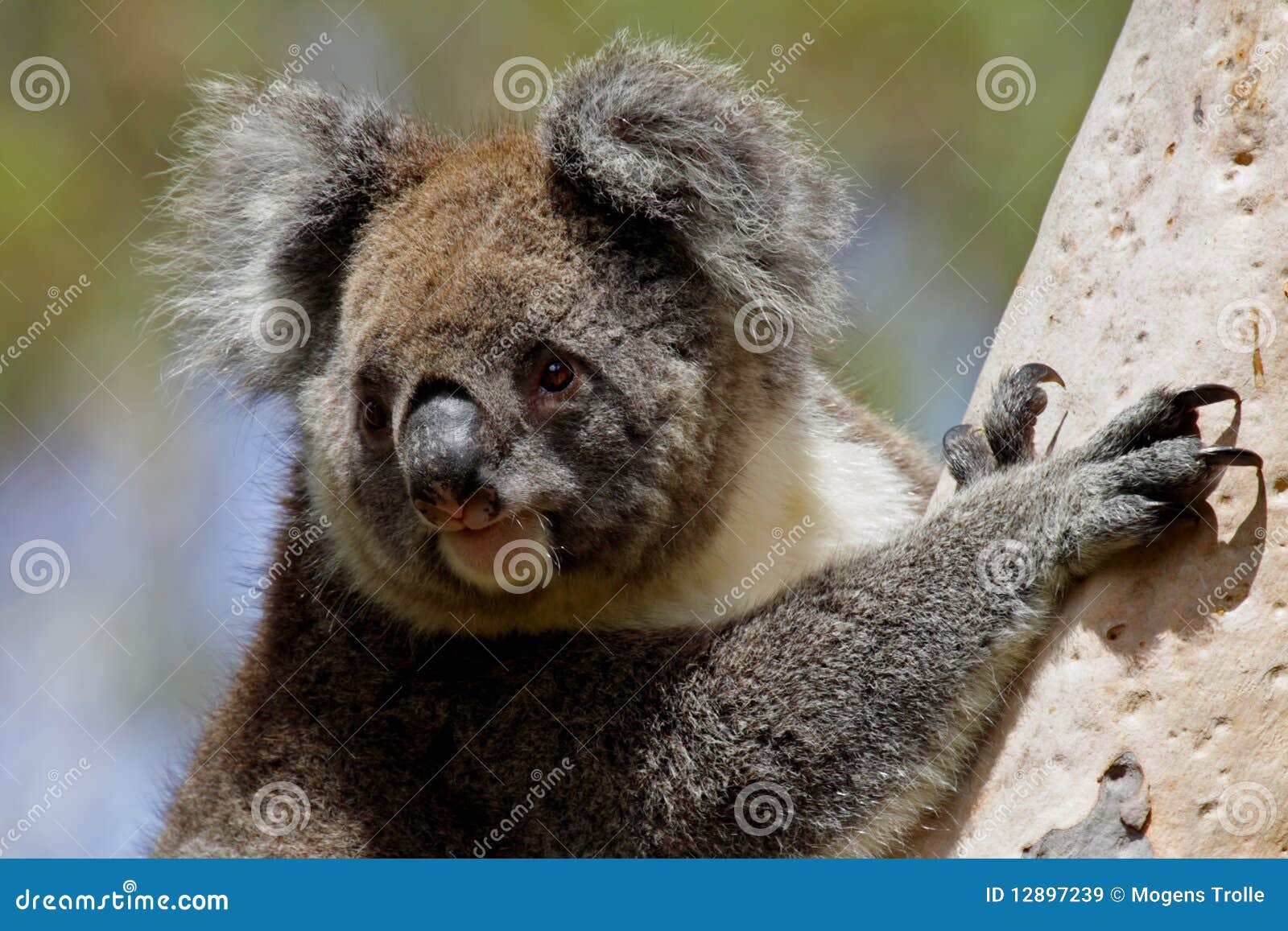 Koala in the wild stock image. Image of koala, marsupial - 12897239