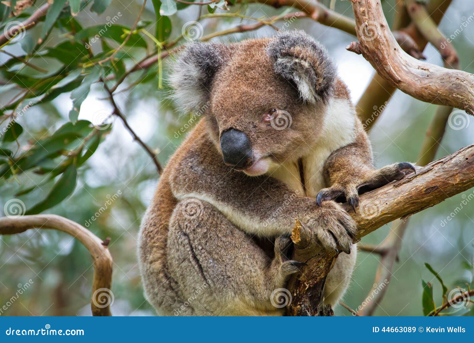 Koala in the Wild stock image. Image of tree, wild, koala - 44663089