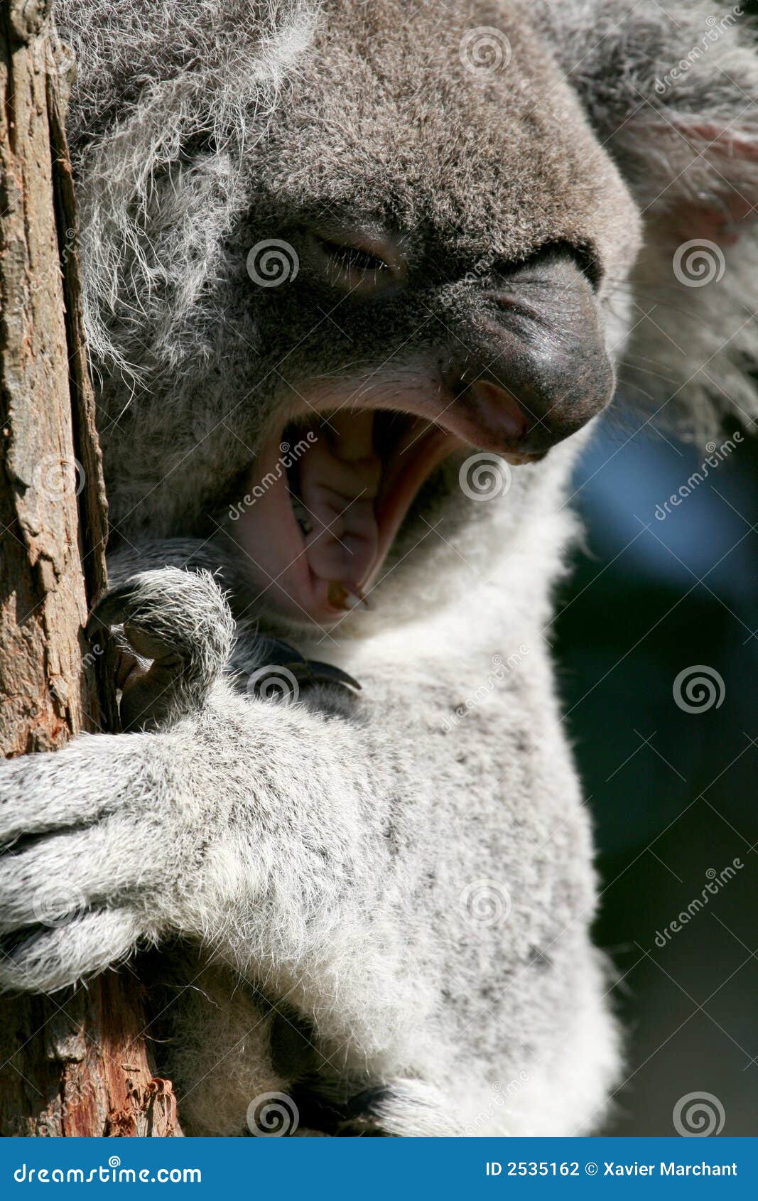 Koala yawning stock photo. Image of koala, cute, live - 2535162