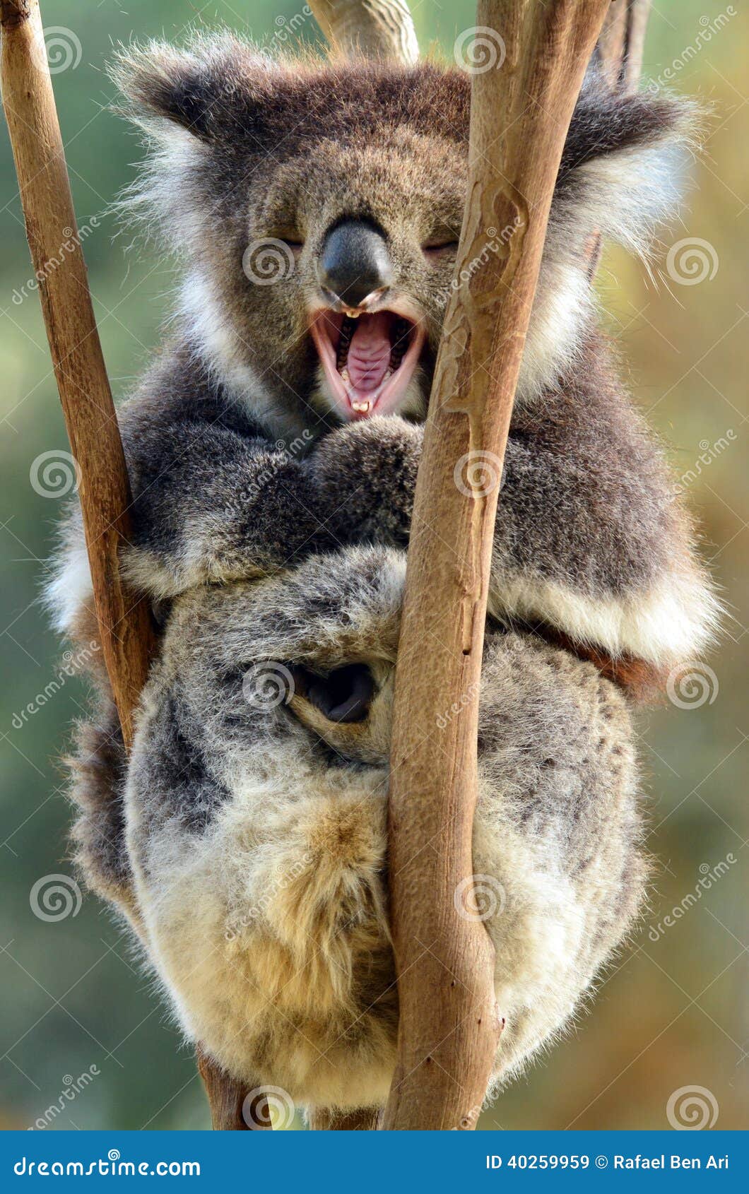 Yawning Koala In Eucalyptus Tree, Kennett River, Great Ocean Road ...