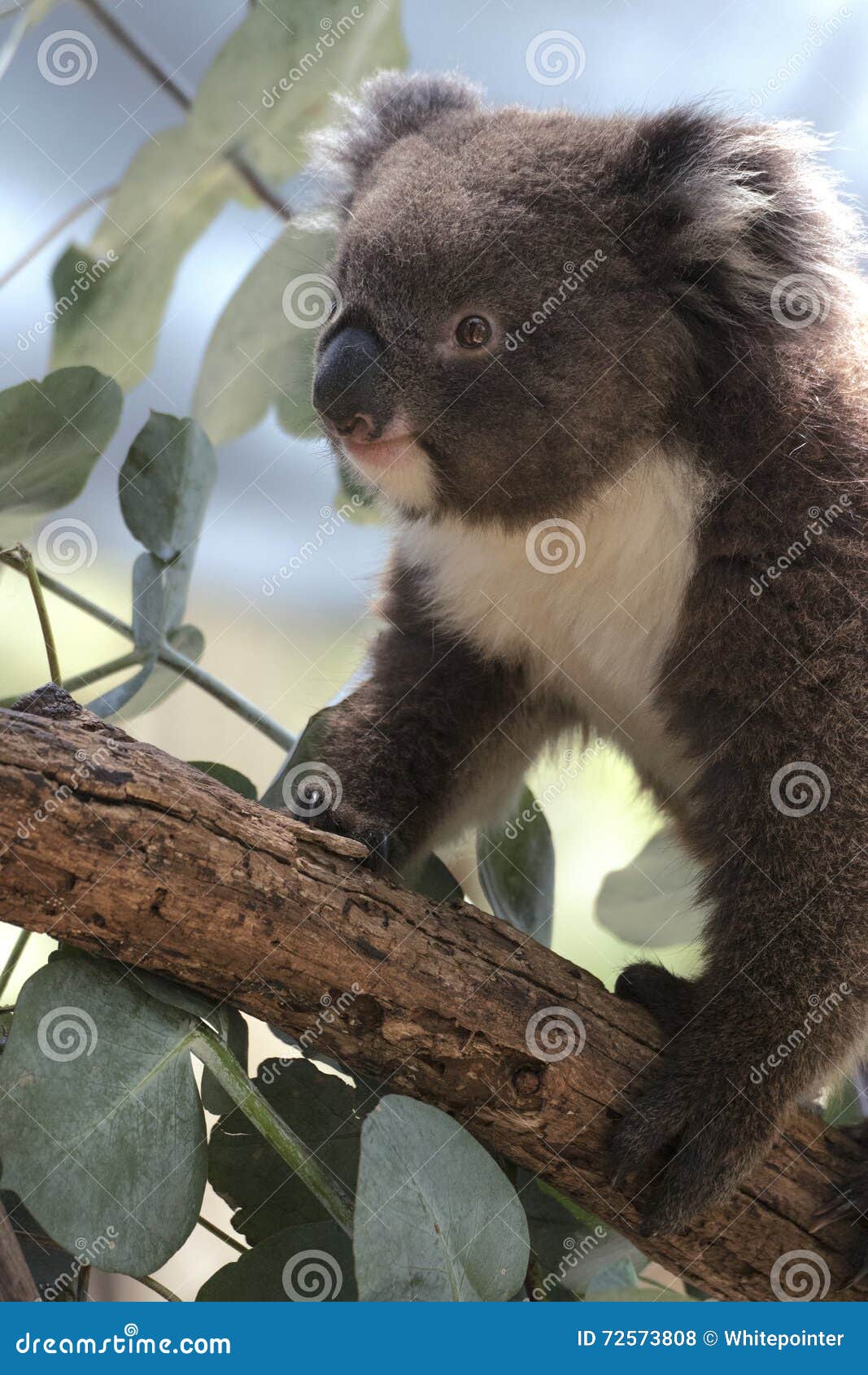 A Cute Young Koala Crawling on the Tree Trunk Stock Photo - Image of ...