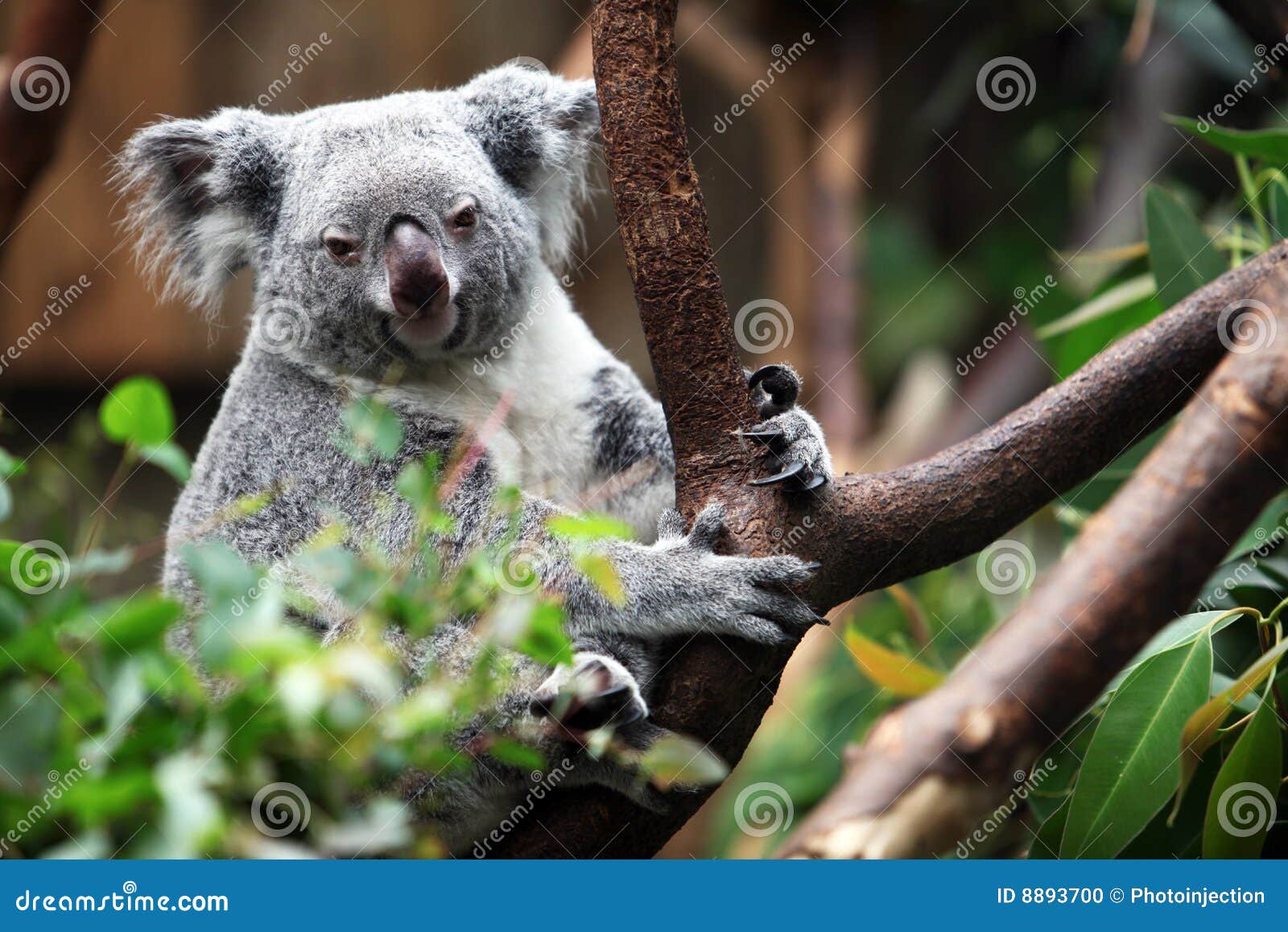 Koalabear In Eucalyptus Tree Picture. Image: 8893700