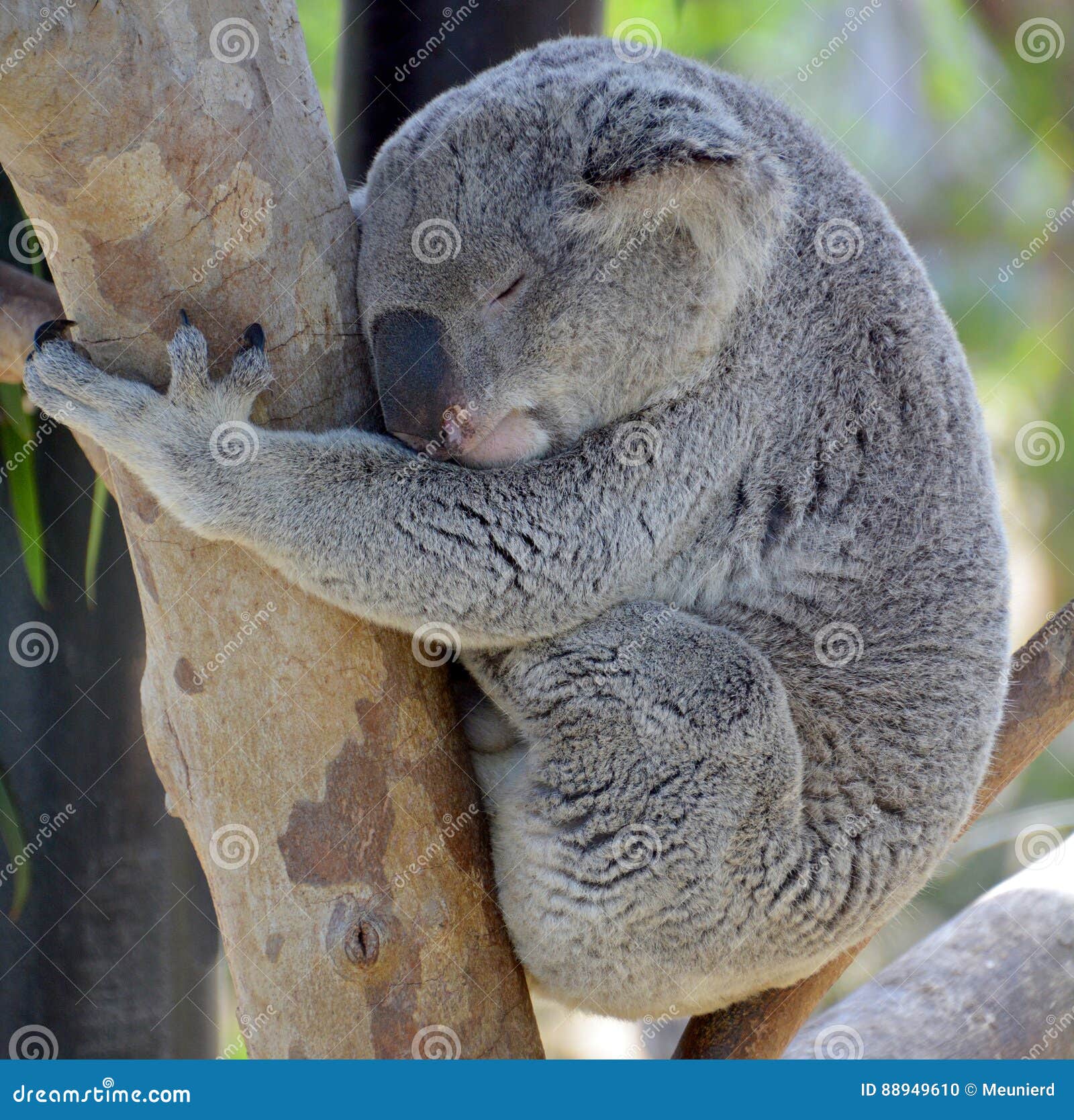 Koalan arkivfoto. Bild av närmaste, samtida, däggdjur - 88949610
