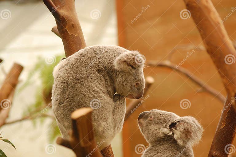 Koalas stock image. Image of slow, lazy, koala, australia - 23710405