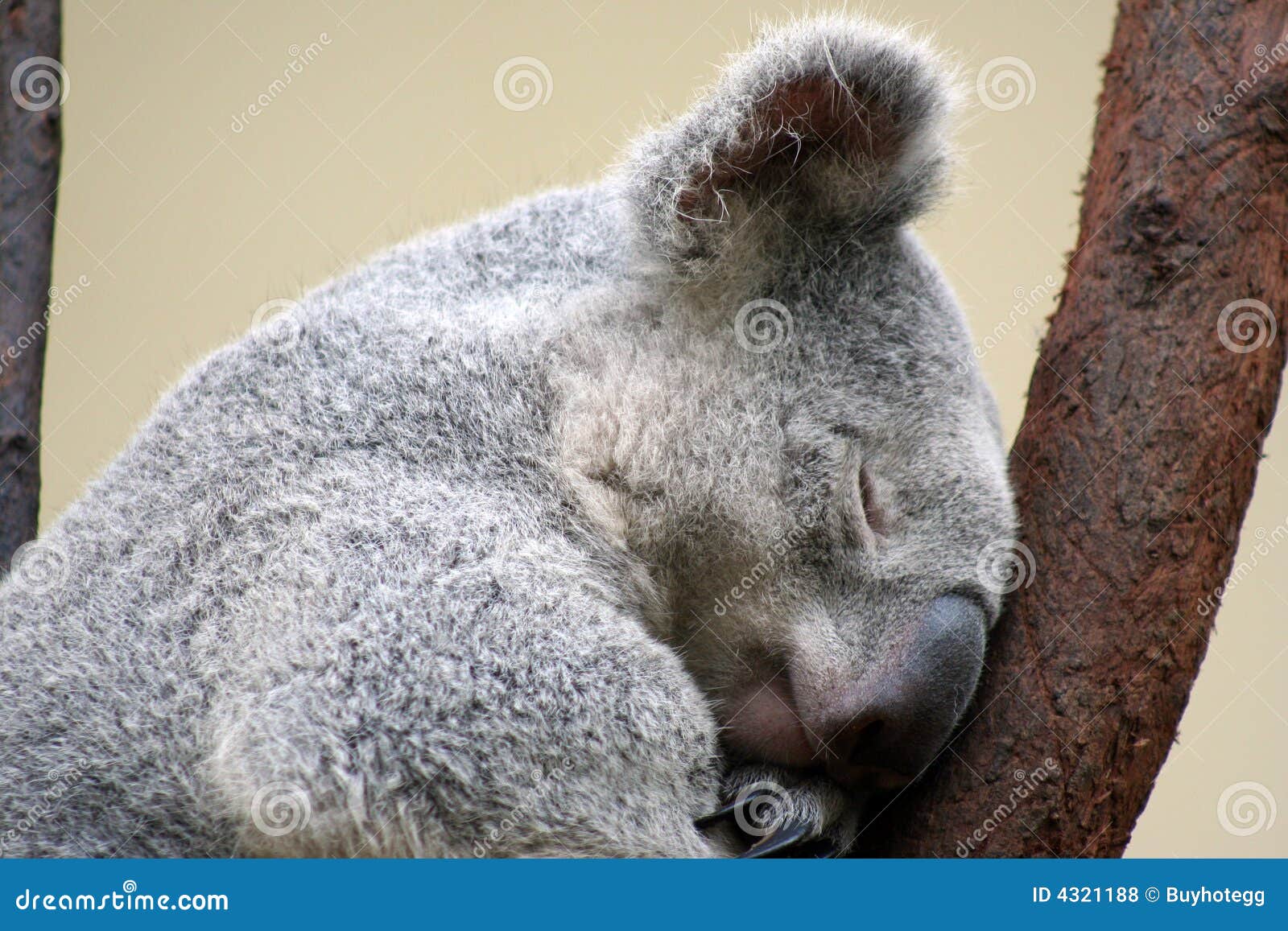 Koalas stock photo. Image of koalas, close, sleepy, calmness - 4321188