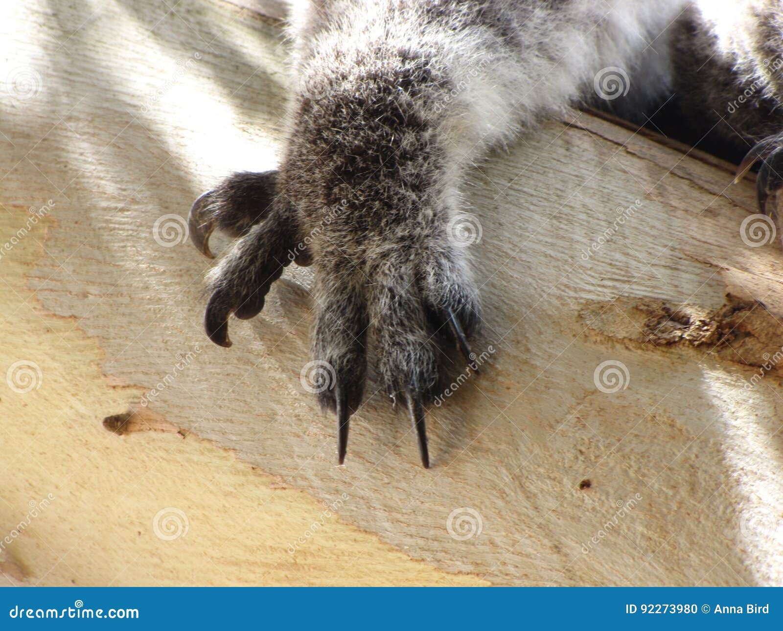 Koalas Paw while Sleeping in Tree Stock Photo - Image of koala, branch ...