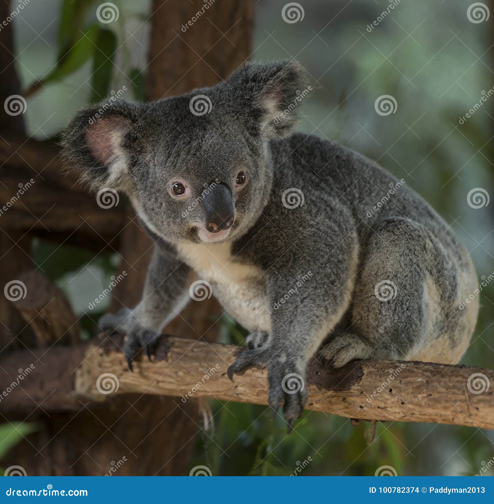 Koalo Bear Native To Australia Stock Photo - Image of cinereous ...