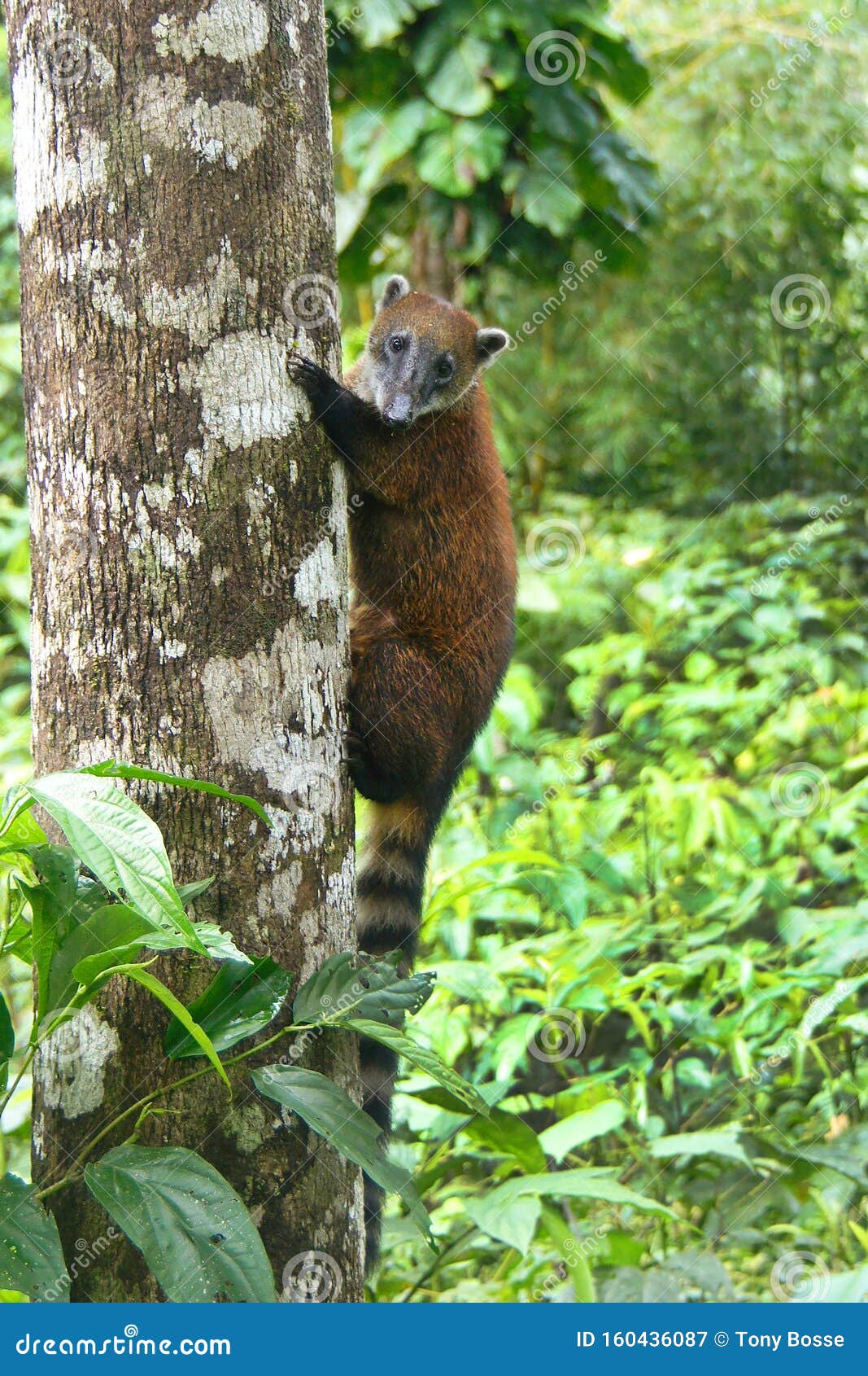 Coatimundi on a Tree stock image. Image of americas - 160436087