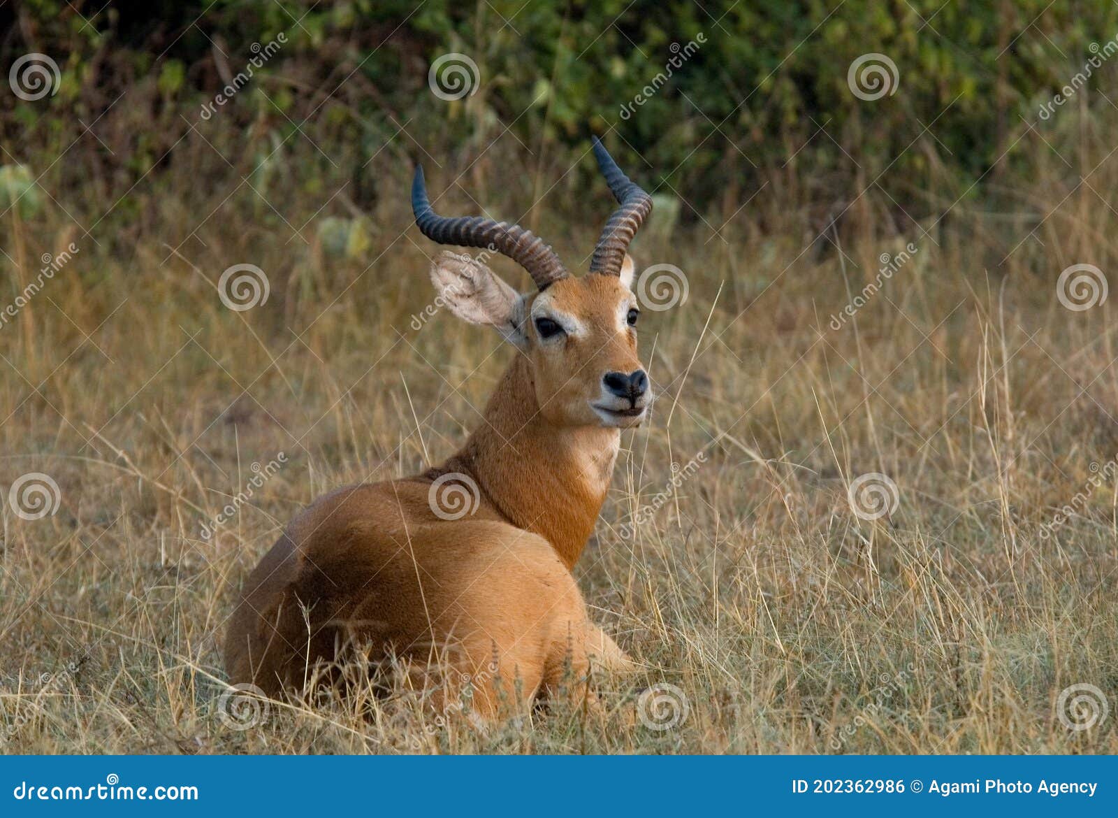 Kob kobus kob foto de stock. Imagem de colorido, selvagem - 202362986