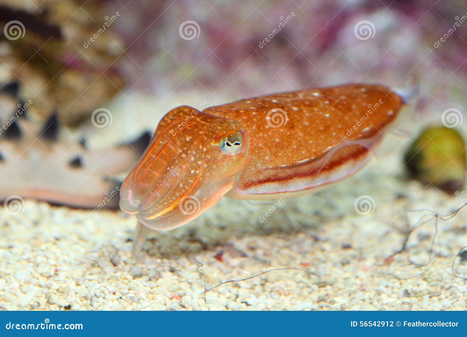 Kobi cuttlefish stock photo. Image of okinawa, marine - 56542912