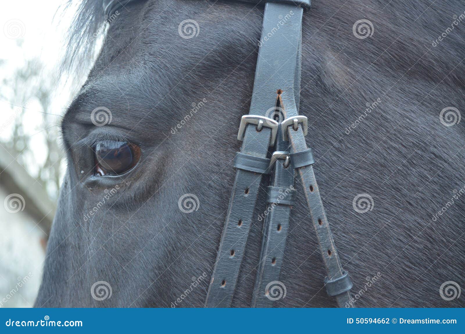 Kobila Arabesque stock photo. Image of brunette, heredenok - 50594662