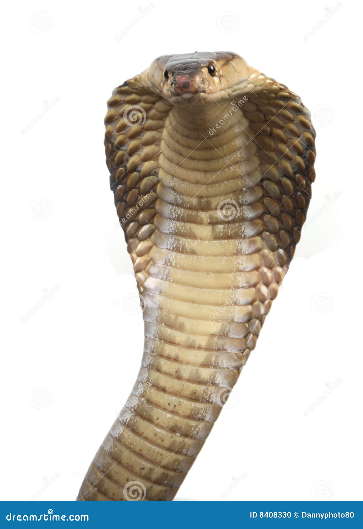 Kobra zdjęcie stock. Obraz złożonej z węże, pozycja, macro - 8408330