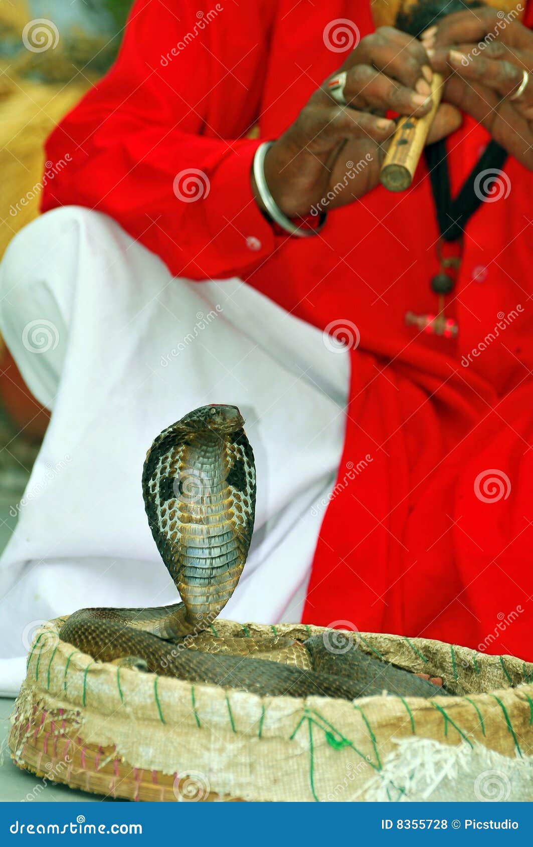 Kobry królewiątko zdjęcie stock. Obraz złożonej z zakończenie - 8355728