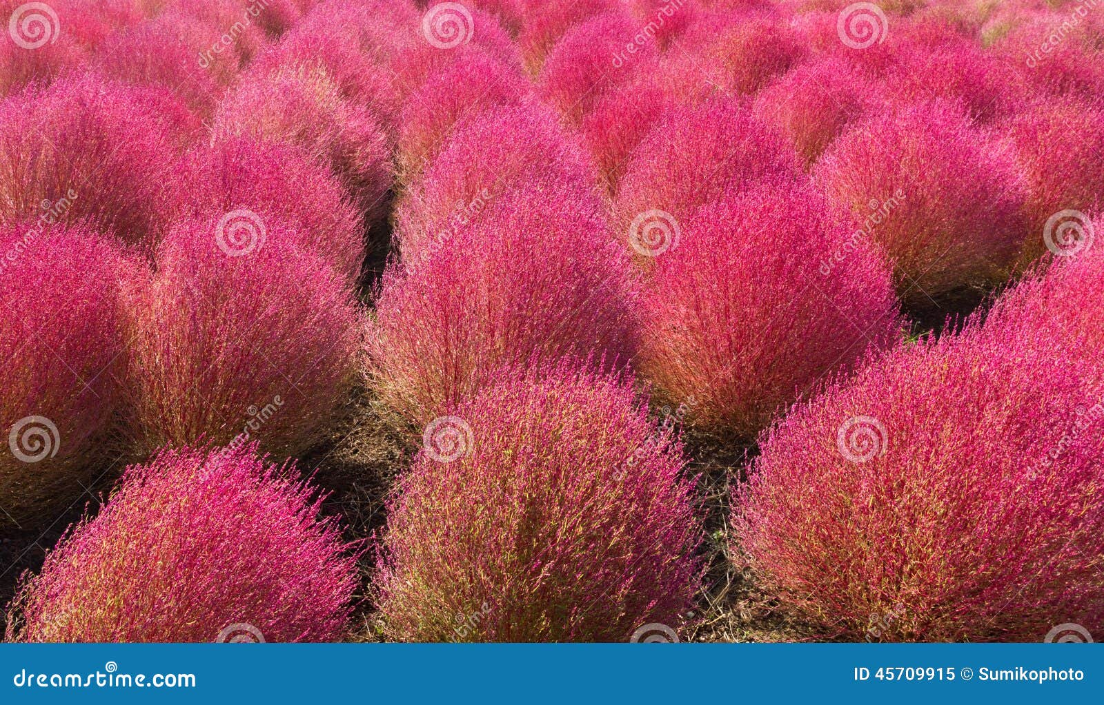 Kochia Scoparia imagen de archivo. Imagen de ornamento - 45709915