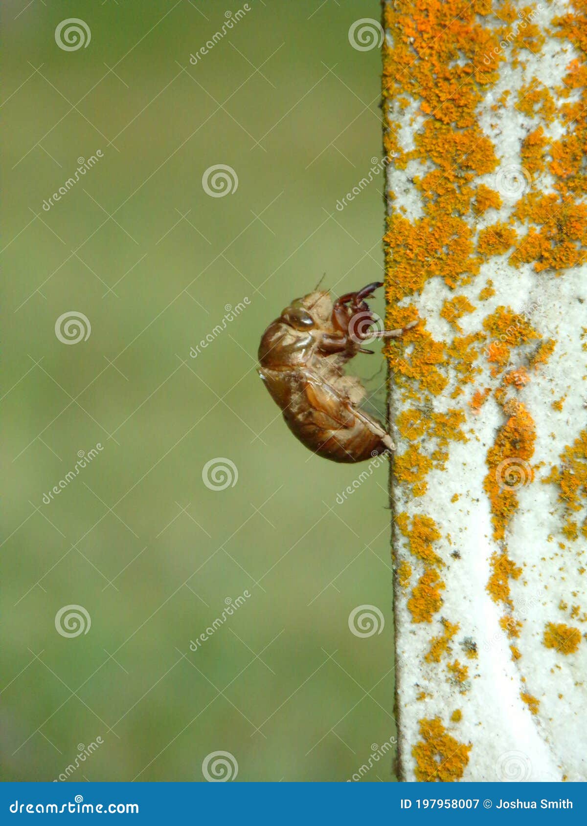 Insect skin stock image. Image of skin, leaf, autumn - 197958007