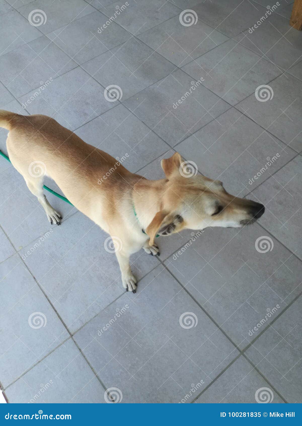 Kodi stock image. Image of puppy, kodi, africanis, breed - 100281835