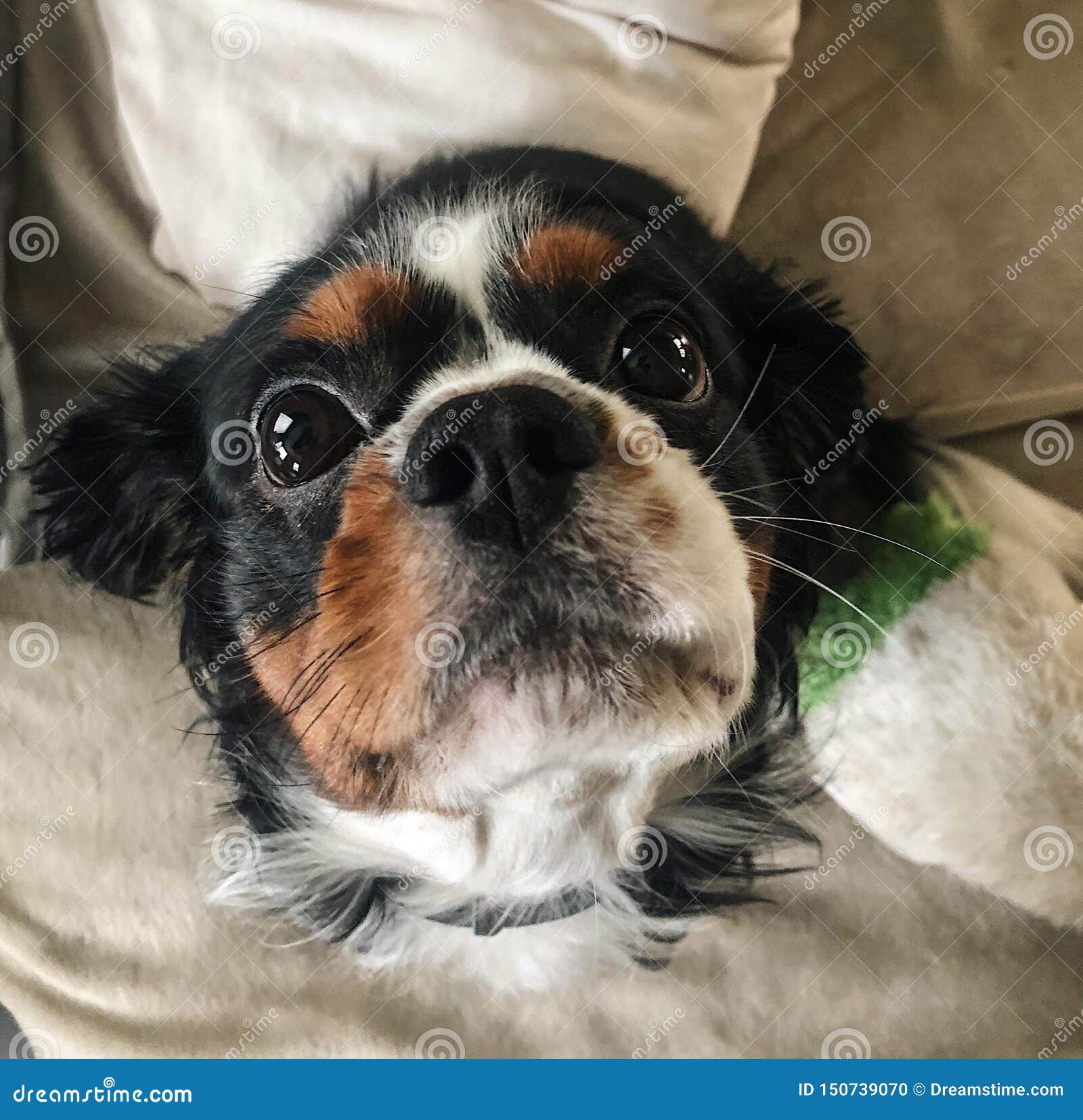 Kodi stock photo. Image of cavalier, cute, kodi, eyes - 150739070