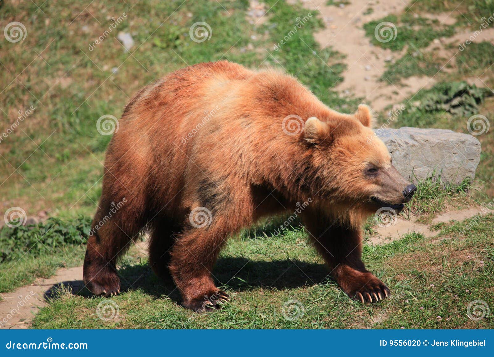 Kodiak bear stock photo. Image of play, kodiak, energy - 9556020