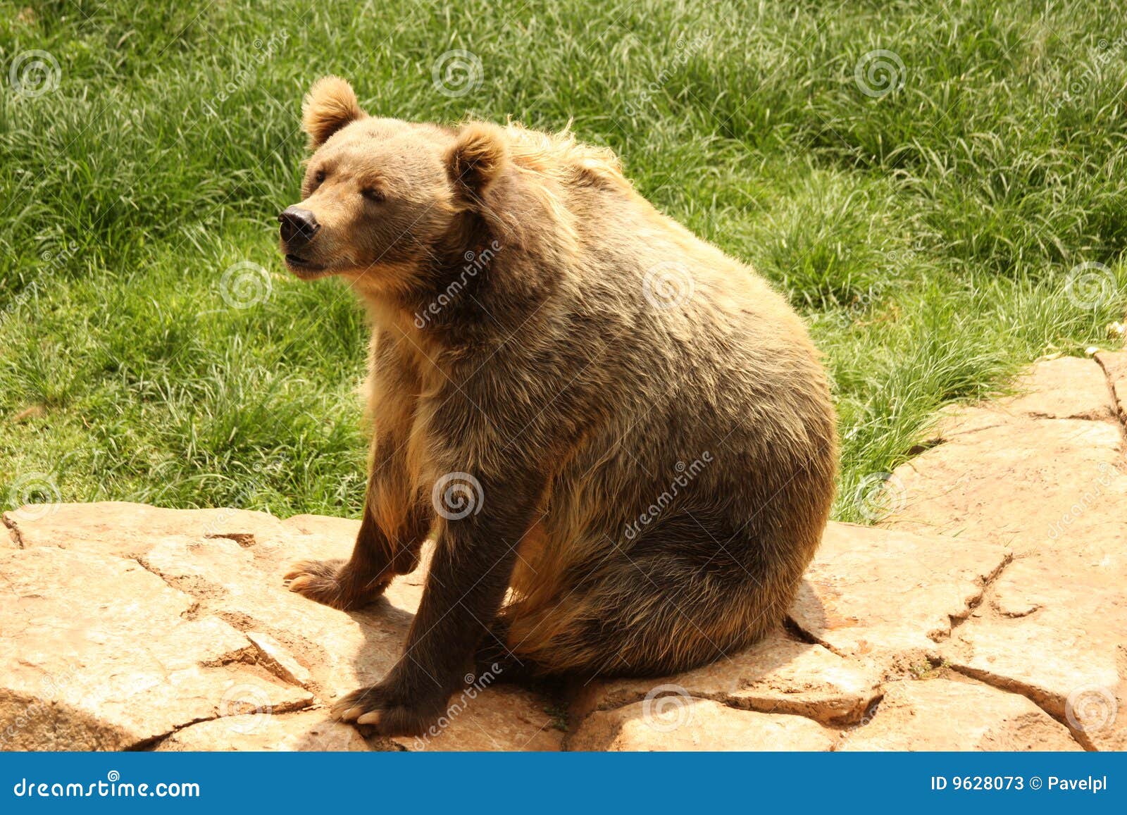 Kodiak Bear stock image. Image of canines, portrait, brown - 9628073