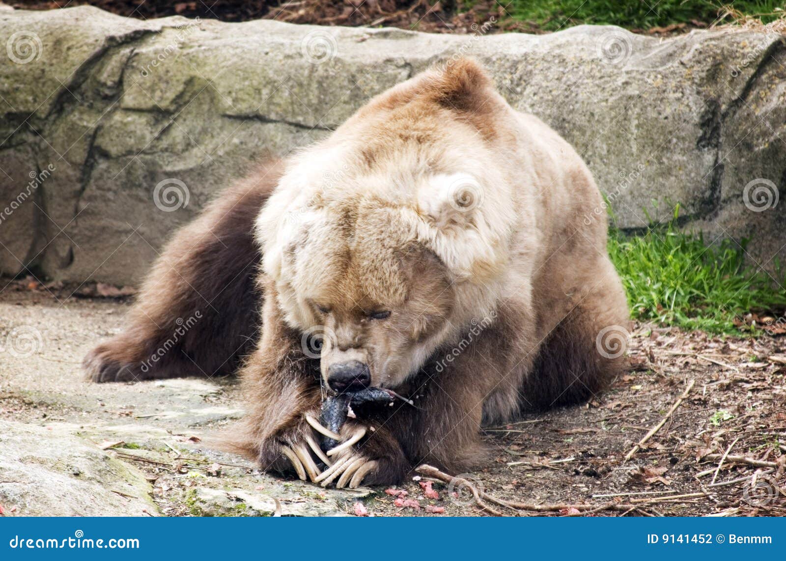 Kodiak Bear Eats a Fish stock photo. Image of danger, teeth - 9141452