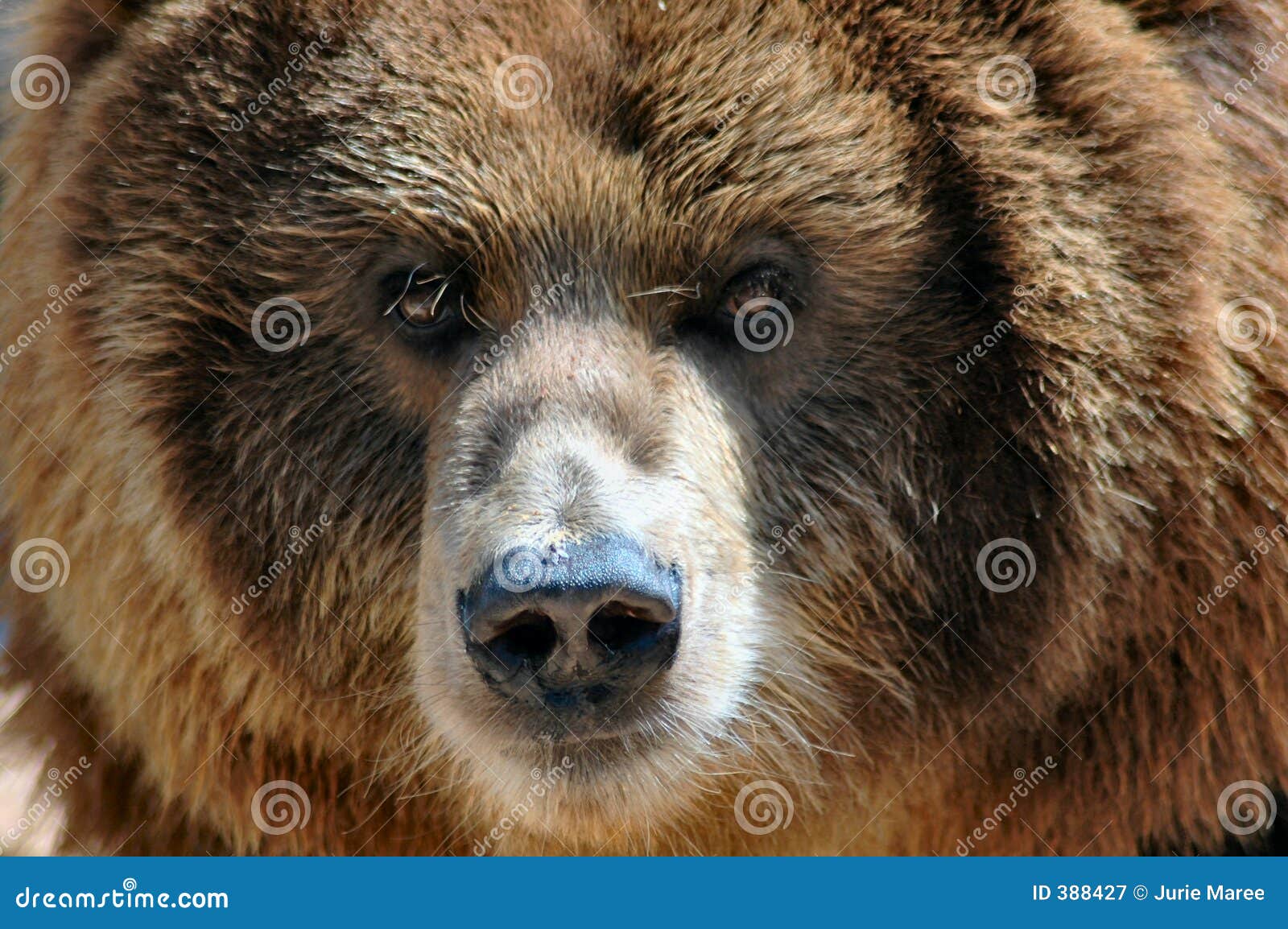 Kodiak Bear with Fly on Nose. Stock Image - Image of hunting, kodiak ...