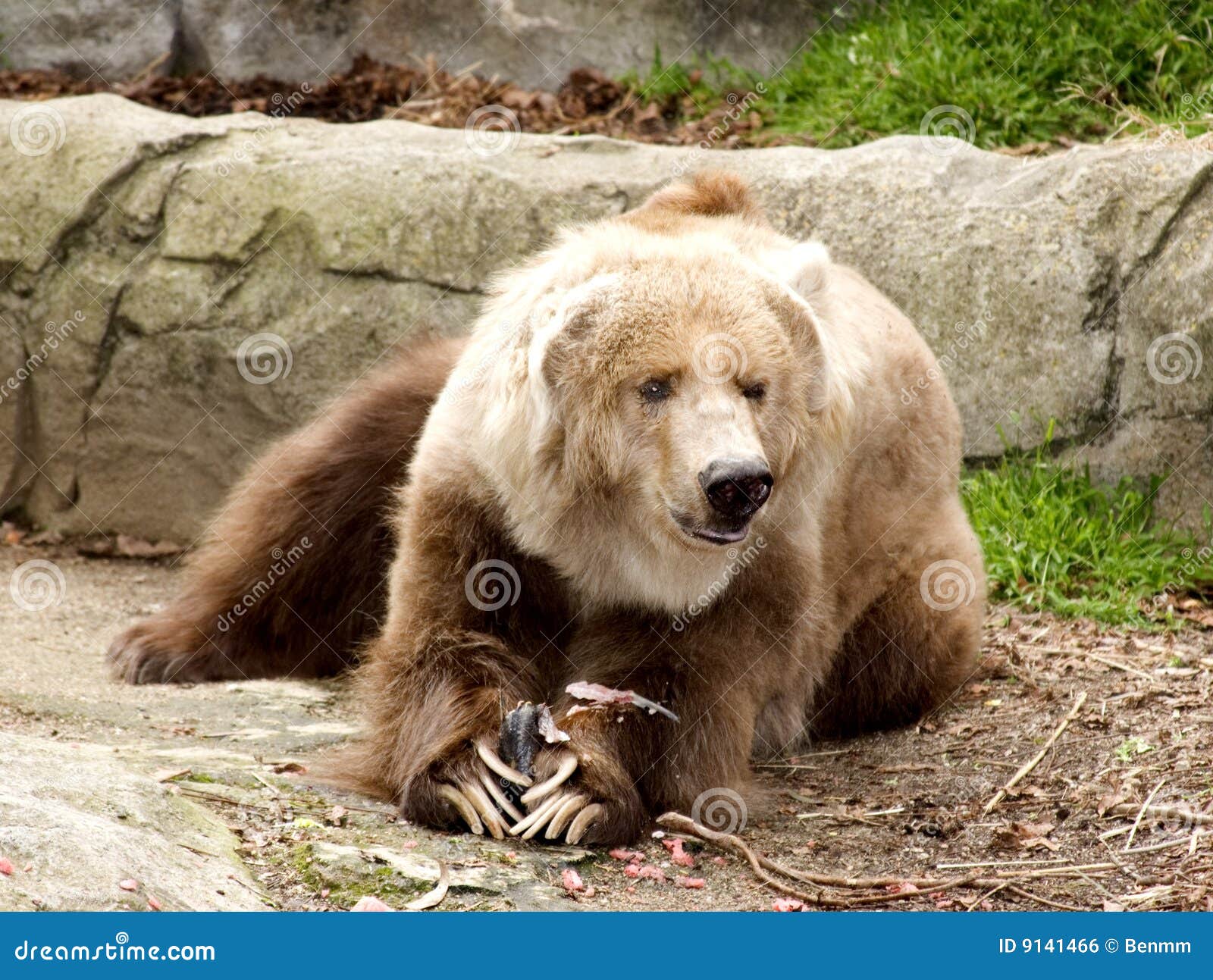 Kodiak Bear and prey stock photo. Image of prey, rock - 9141466