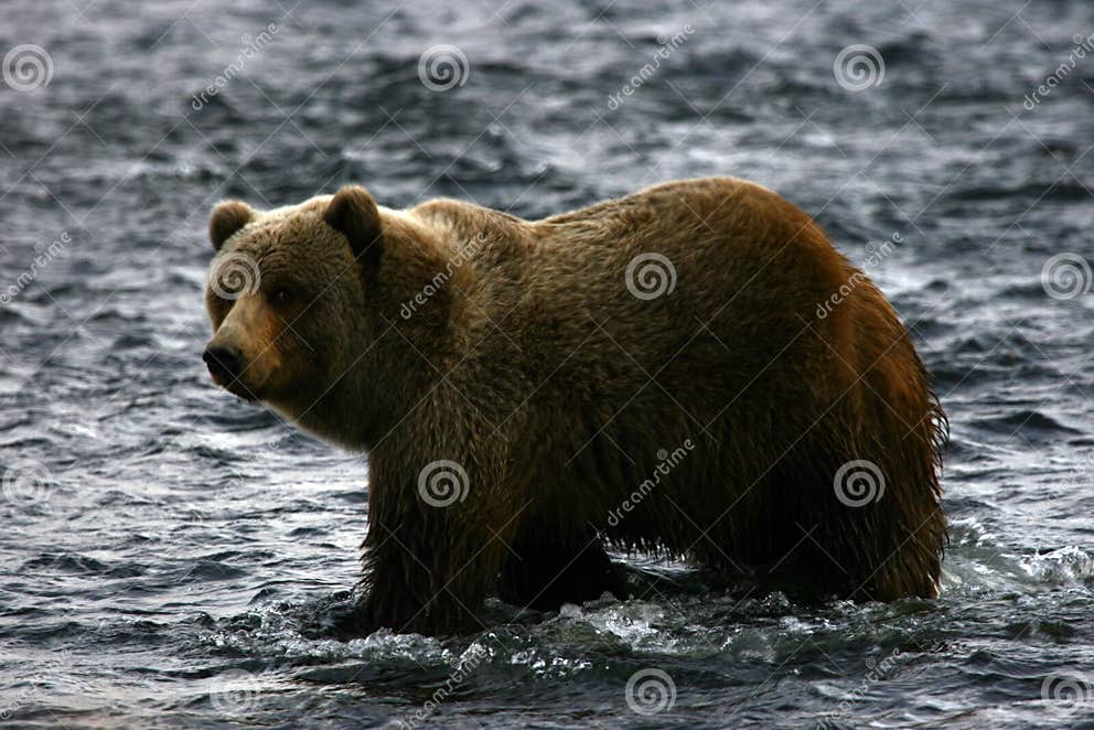 Kodiak brown bear stock photo. Image of fishing, fang - 12645300