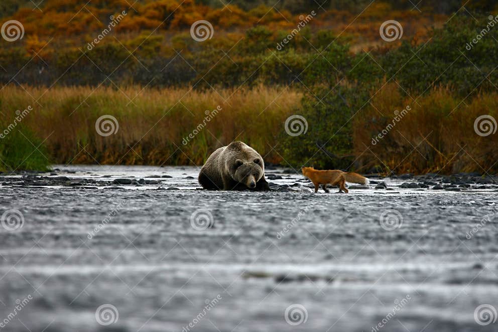 Kodiak brown bear and fox stock image. Image of canine - 12867347