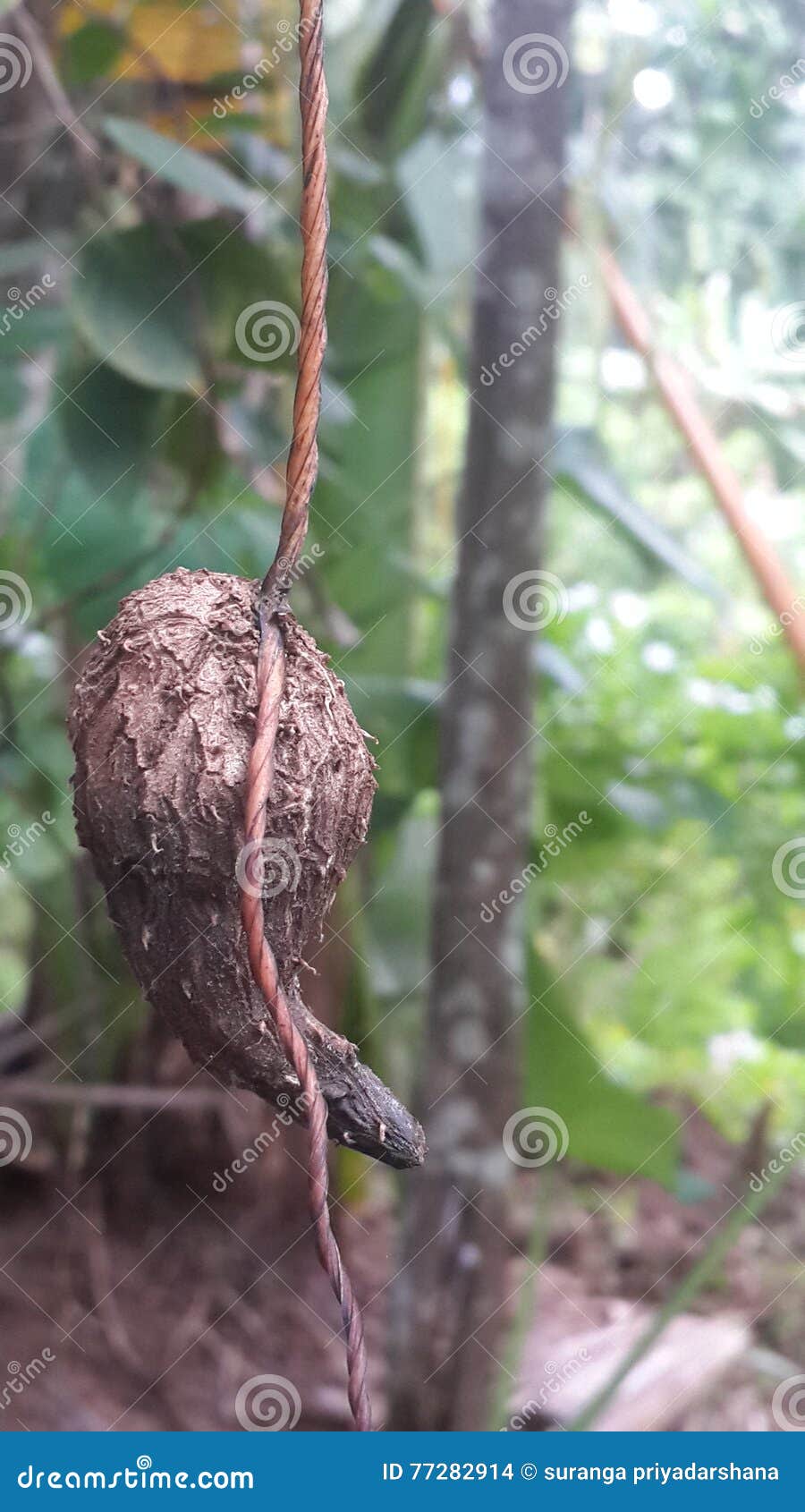 Kodol stock photo. Image of kodol, hanging, potato - 77282914