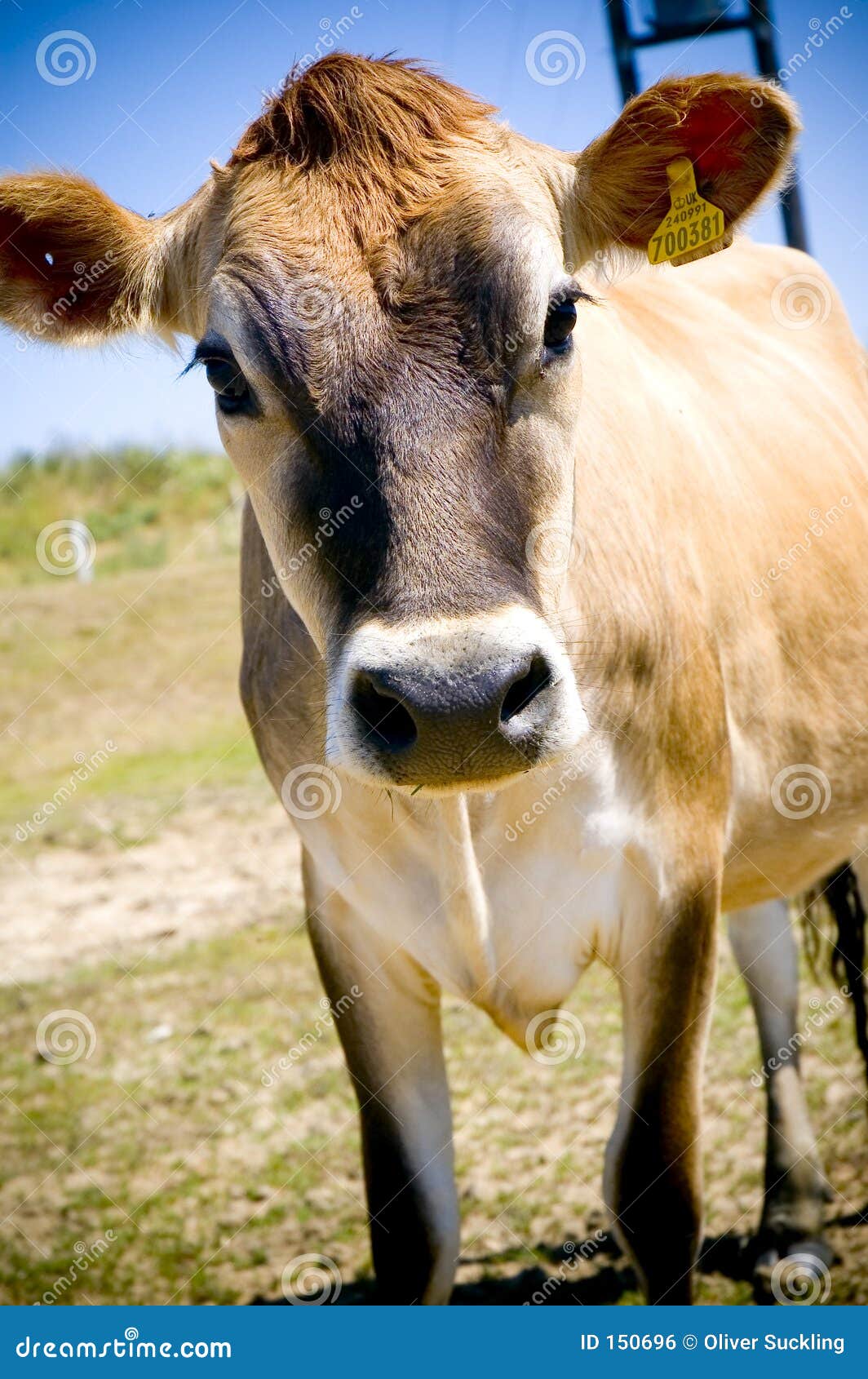 Koe 4 stock foto. Image of rundvlees, uitziend, gezicht - 150696