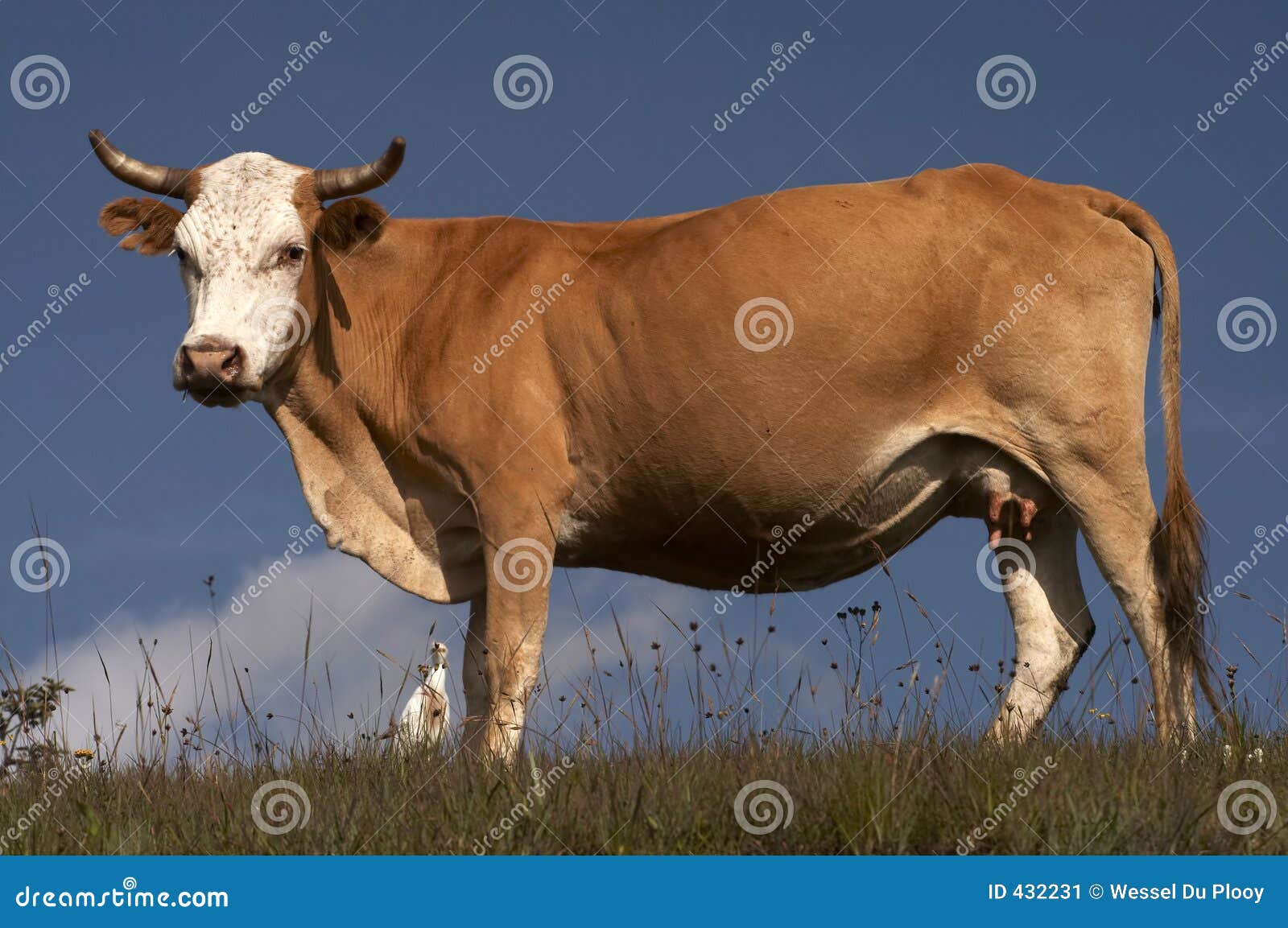 Koe stock afbeelding. Image of hoornen, kant, platteland - 432231