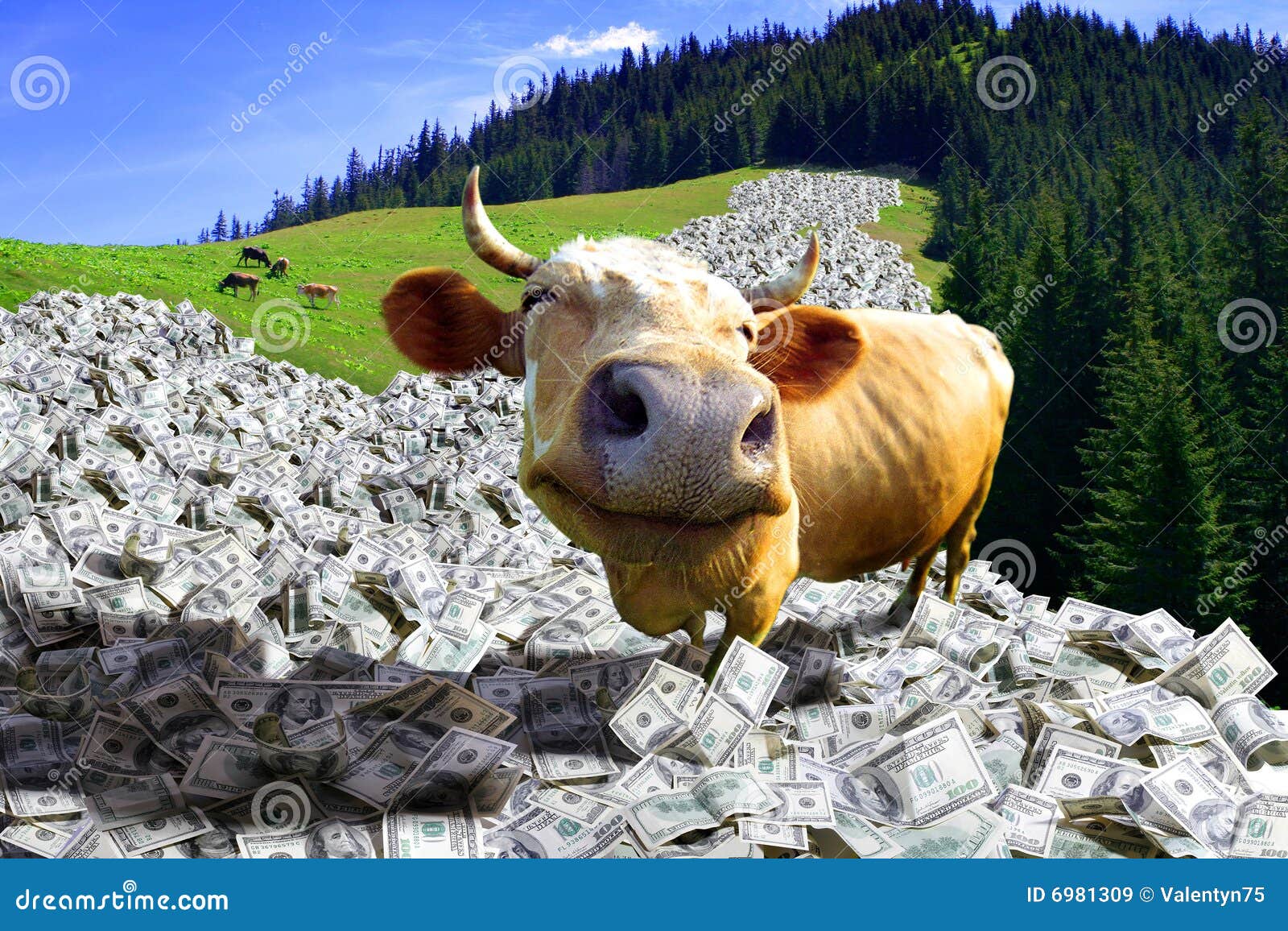 Koe stock afbeelding. Image of fondsen, groen, amerika - 6981309